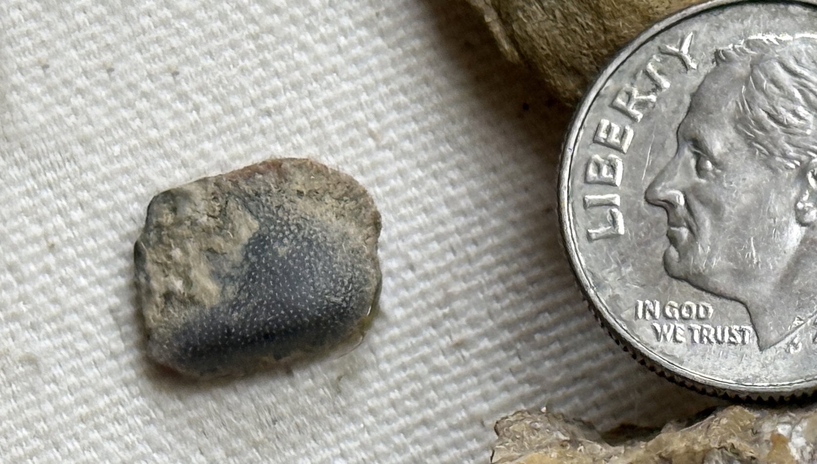 Paleozoic Shark Tooth? - Fossil ID - The Fossil Forum