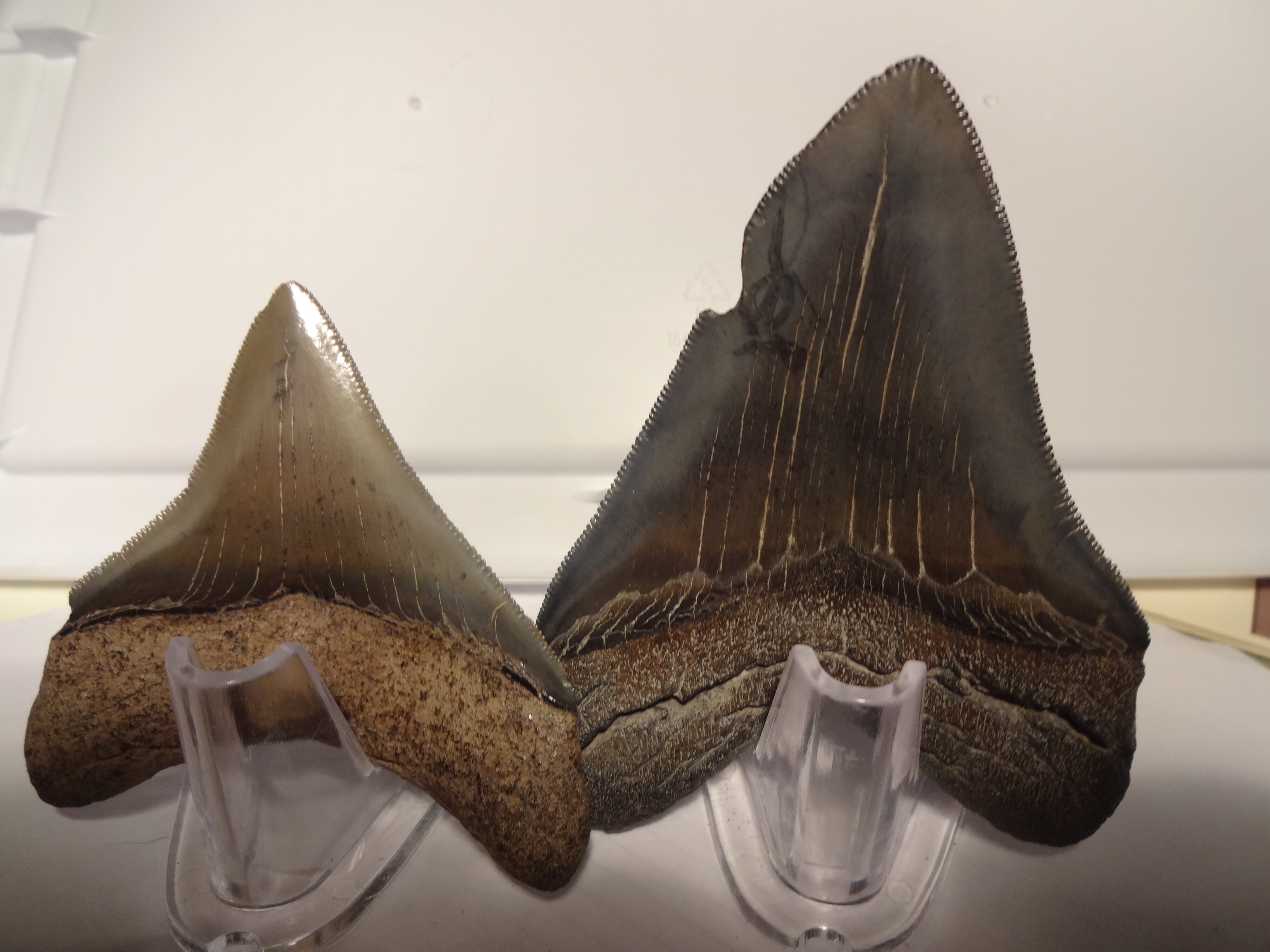 SMALL Posterior Megalodon tooth - Fossil Hunting Trips - The Fossil Forum