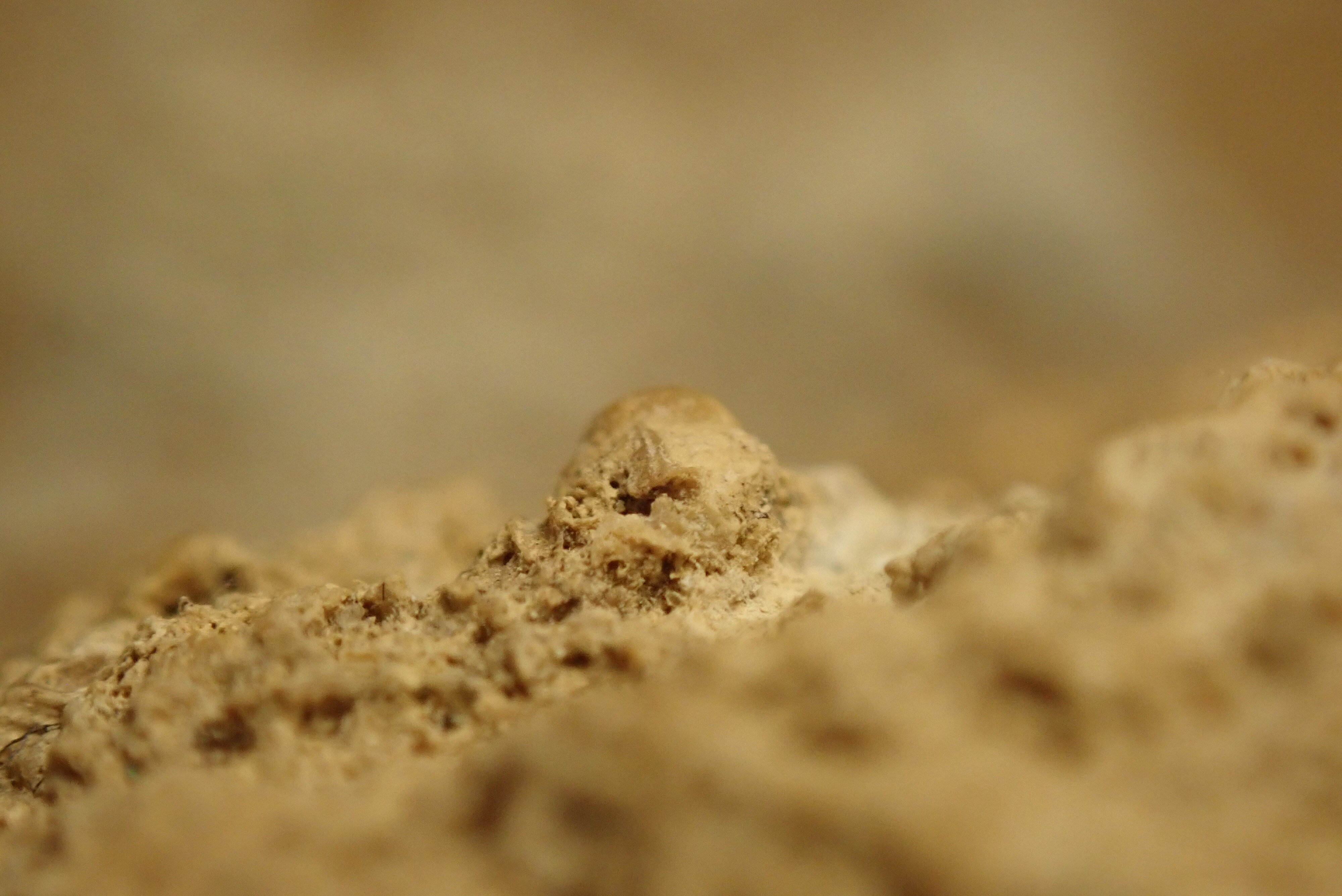 Cenozoic Fijian Fossil IDs Needed - Fossil ID - The Fossil Forum