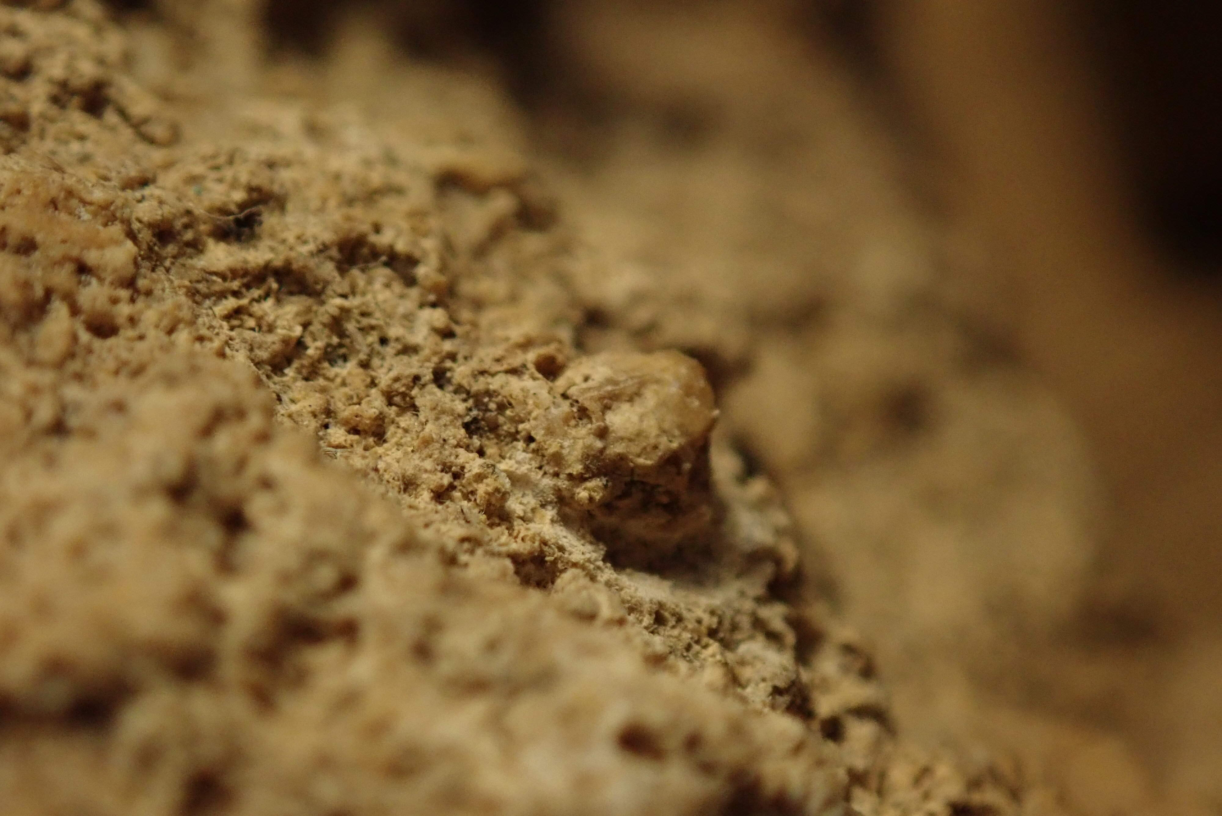 Cenozoic Fijian Fossil IDs Needed - Fossil ID - The Fossil Forum