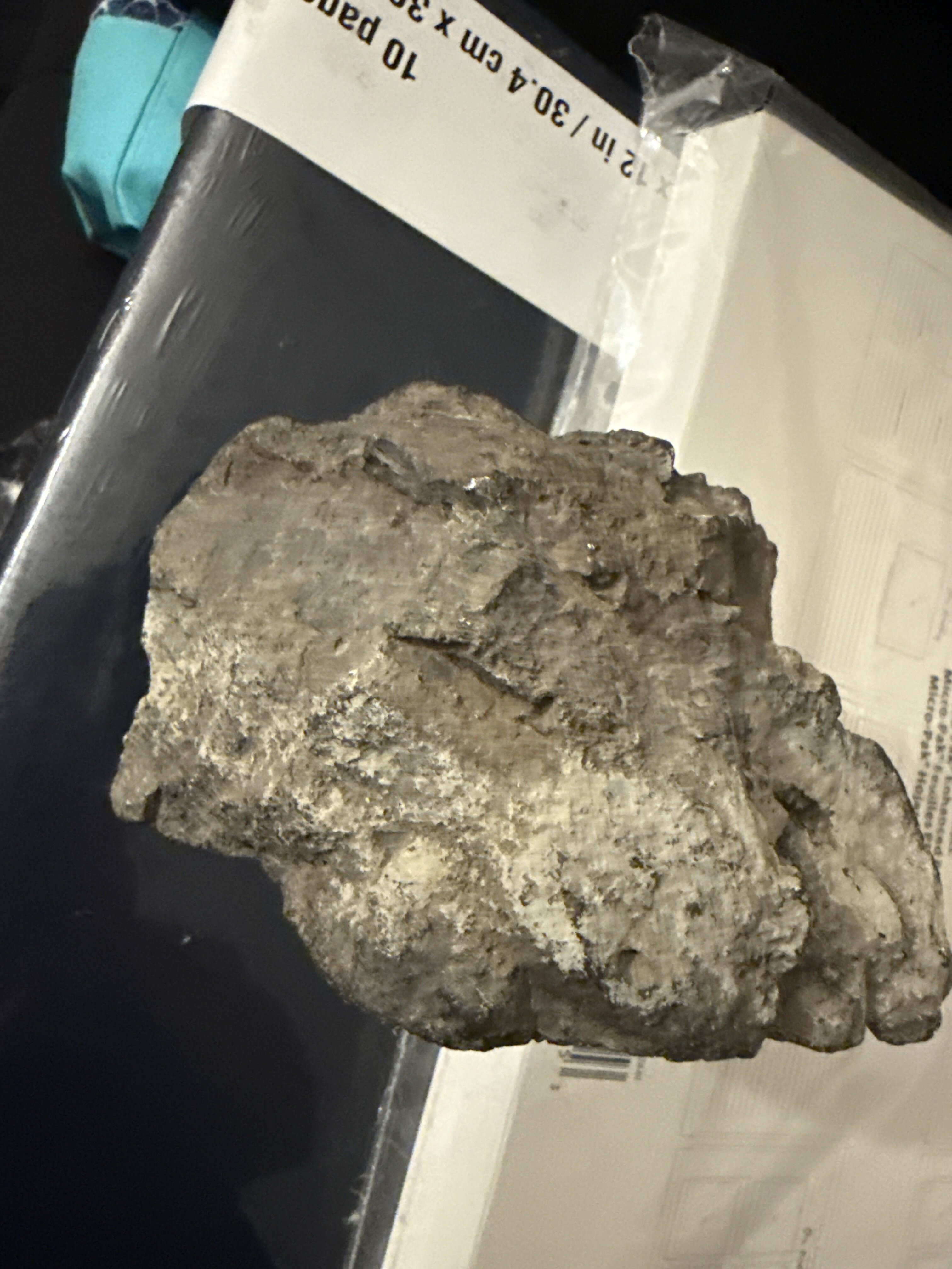 Cool fossil? - Fossil ID - The Fossil Forum