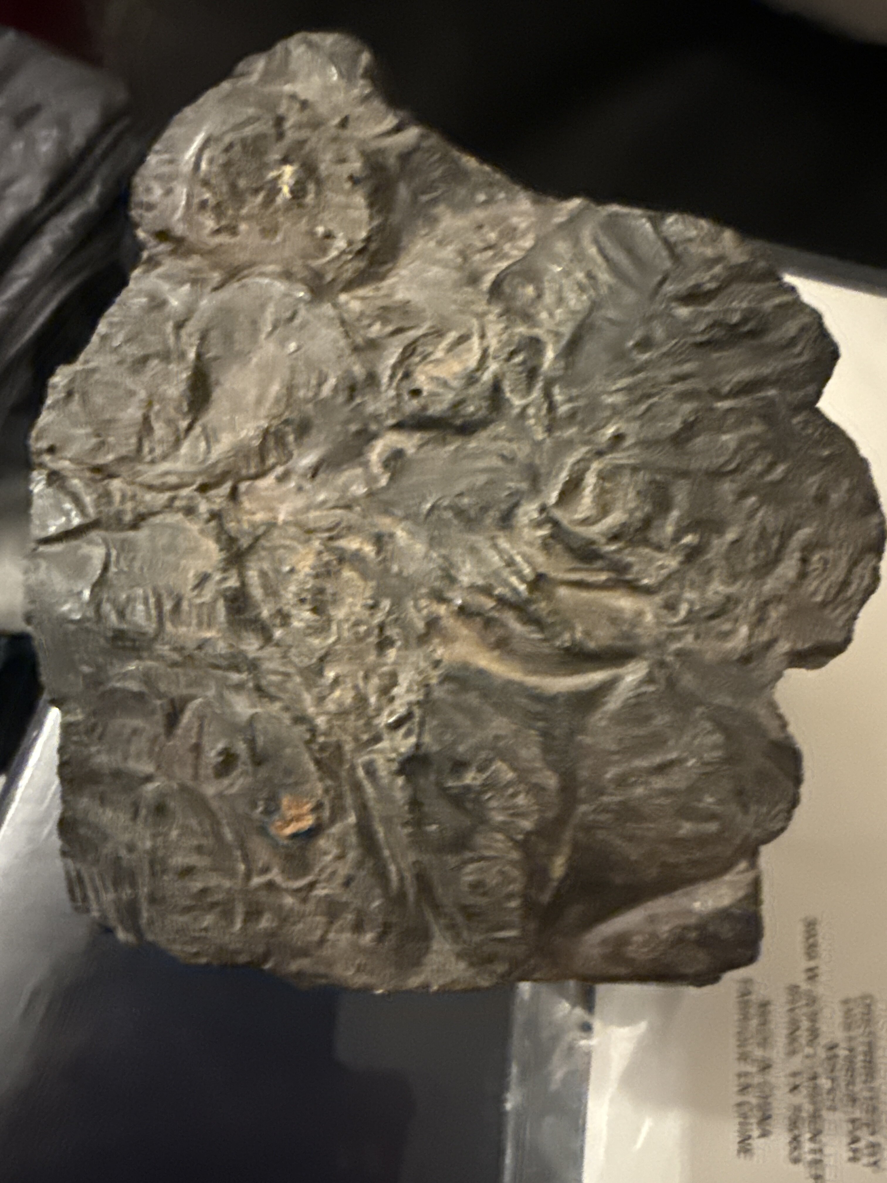 Cool fossil? - Fossil ID - The Fossil Forum