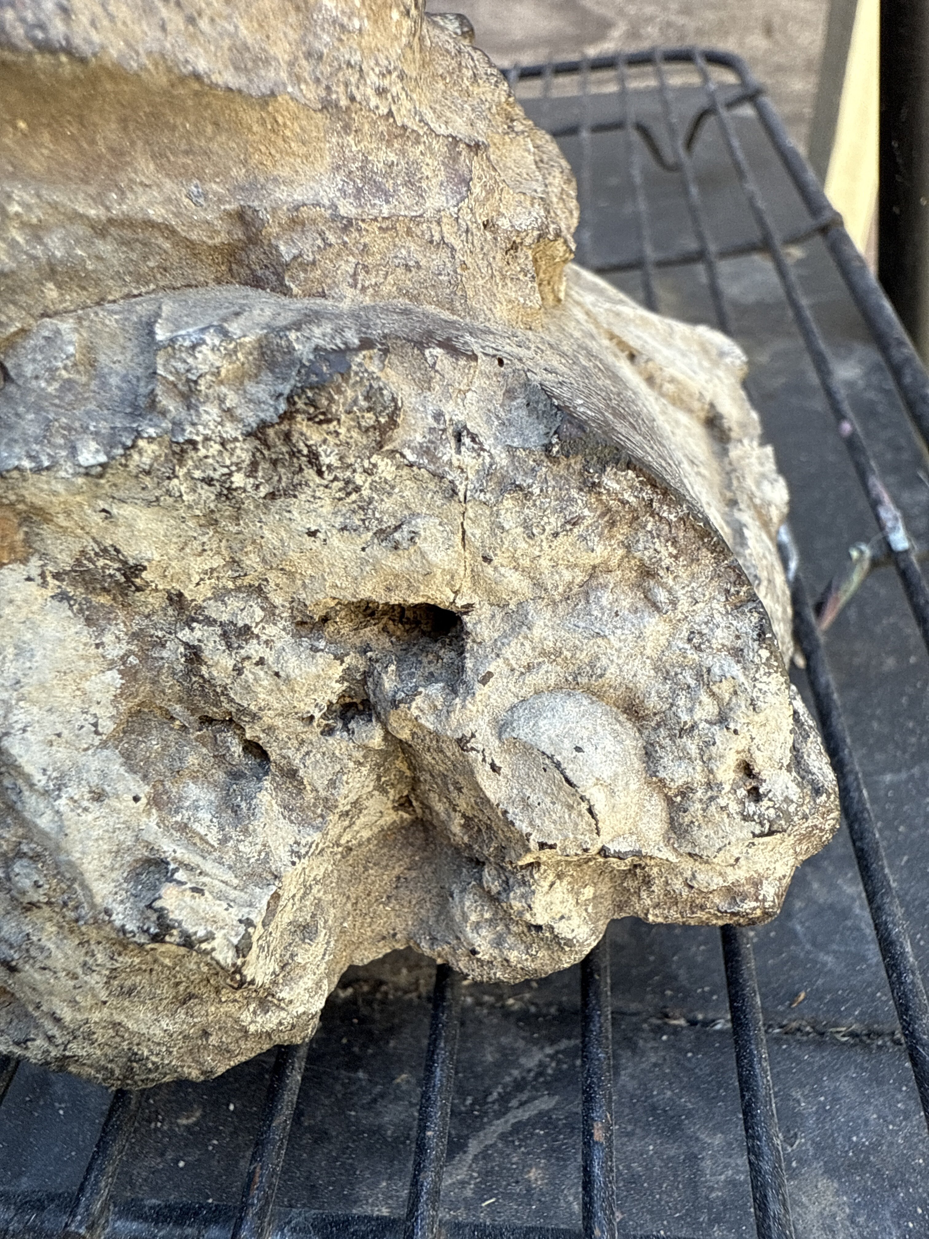 Cool fossil? - Fossil ID - The Fossil Forum