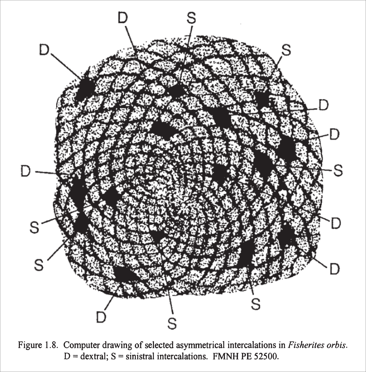 From Ordovicium - Fossil ID - The Fossil Forum