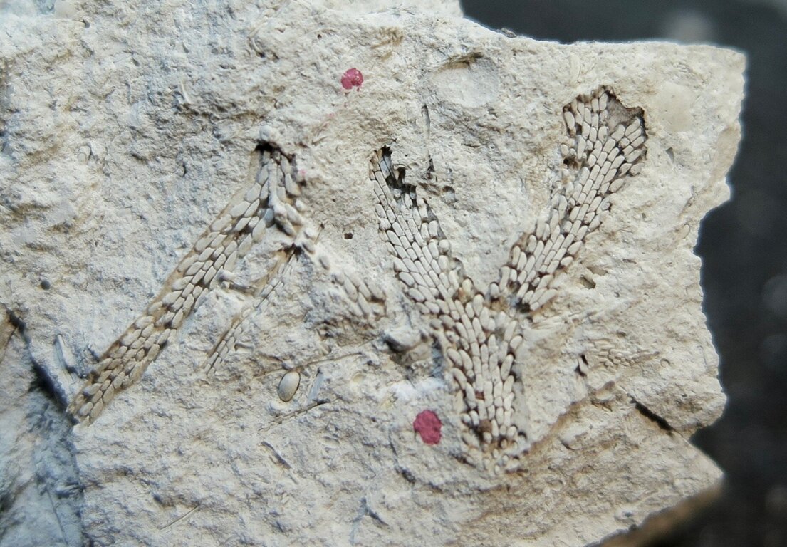 Svalbard Fossil - Fossil Hunting Trips - The Fossil Forum