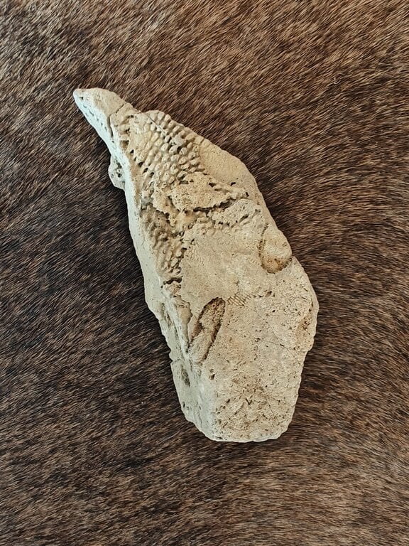 Svalbard Fossil - Fossil Hunting Trips - The Fossil Forum