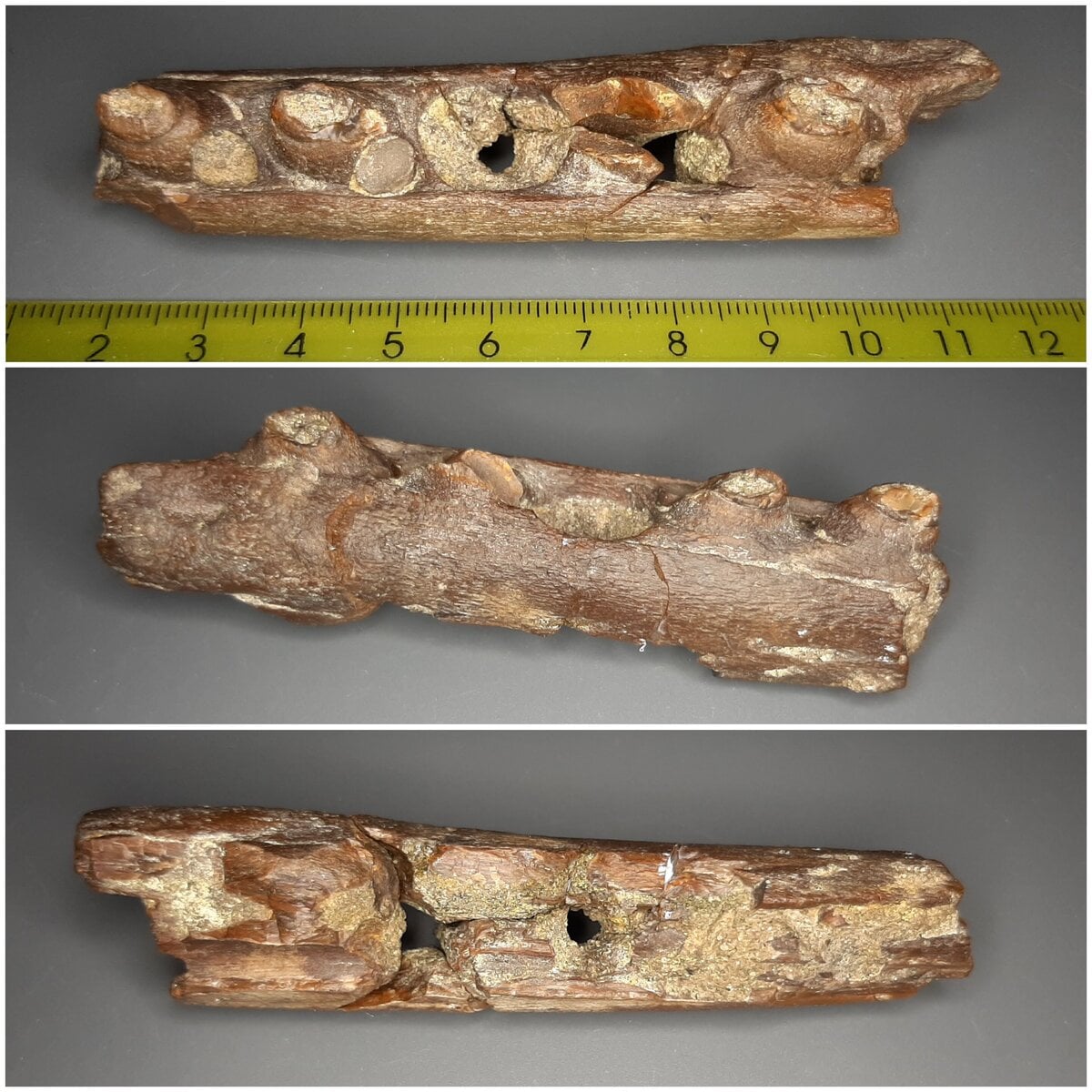 The Jaw of the Mosasaurus Clidastes - Vertebrates - The Fossil Forum