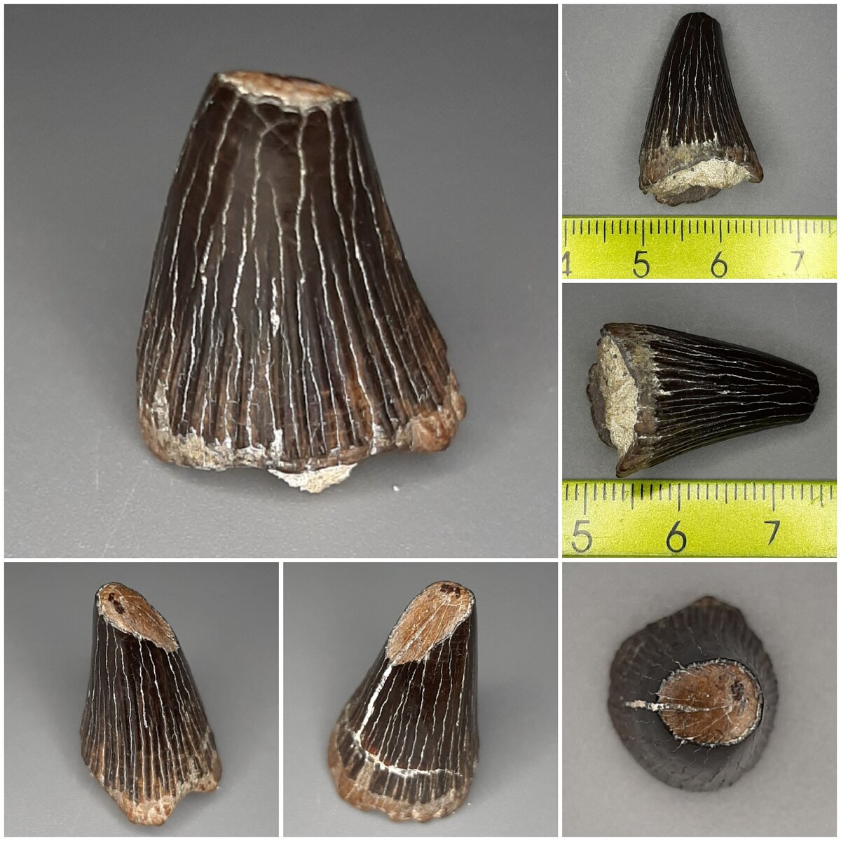 The Pliosaur - Vertebrates - The Fossil Forum
