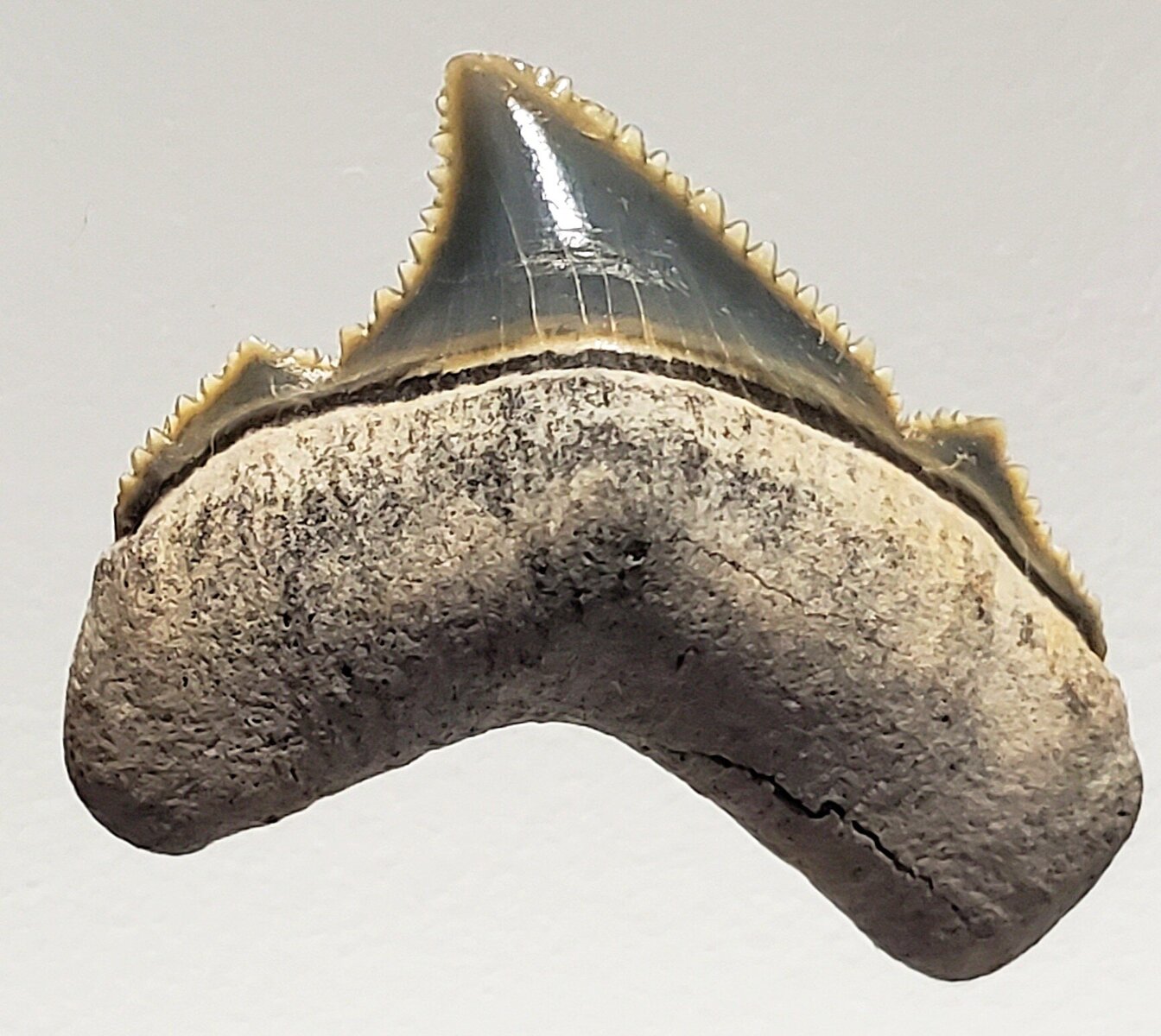 Posterior O. angustidens 8.24.25 - South Carolina - The Fossil Forum