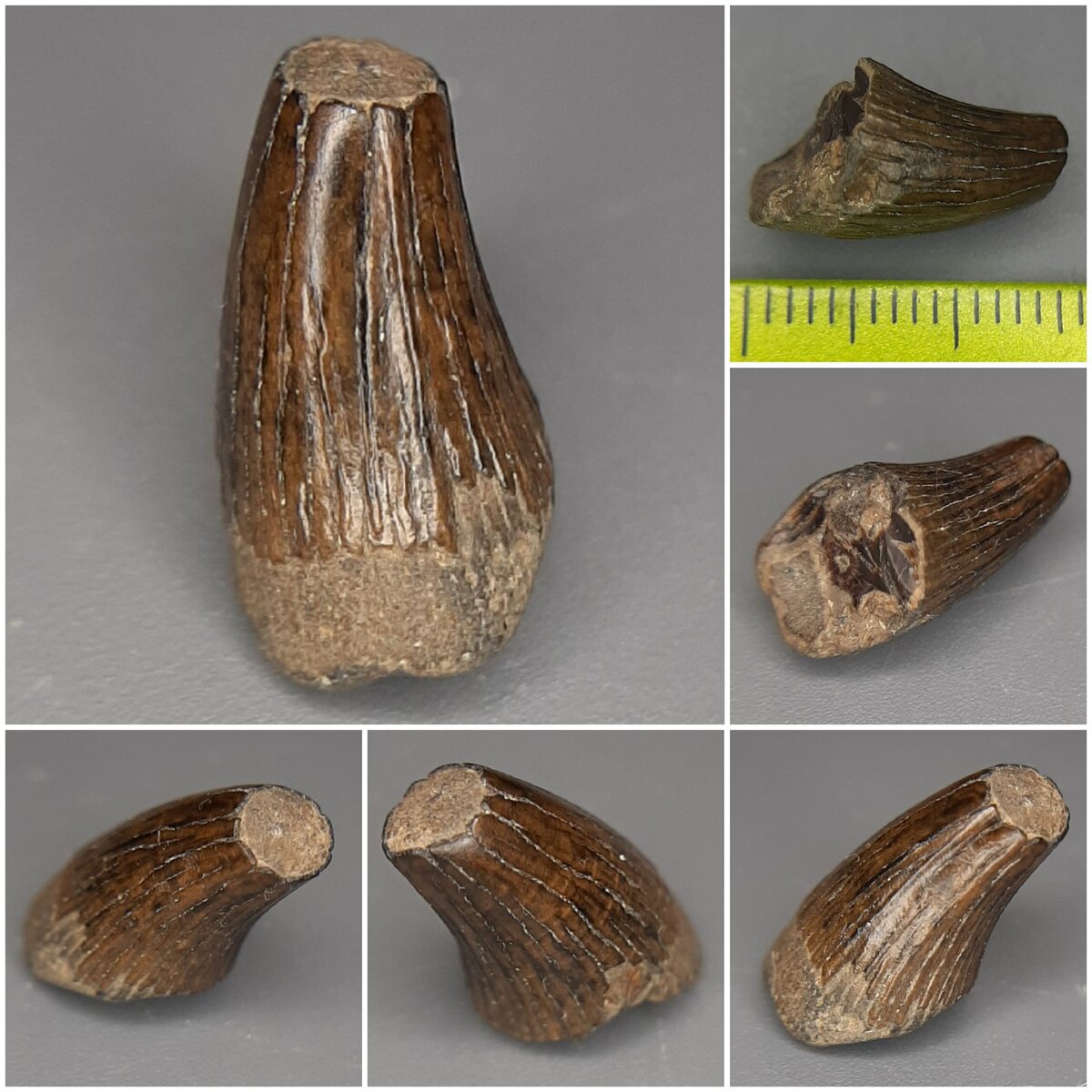 The Pliosaur - Vertebrates - The Fossil Forum
