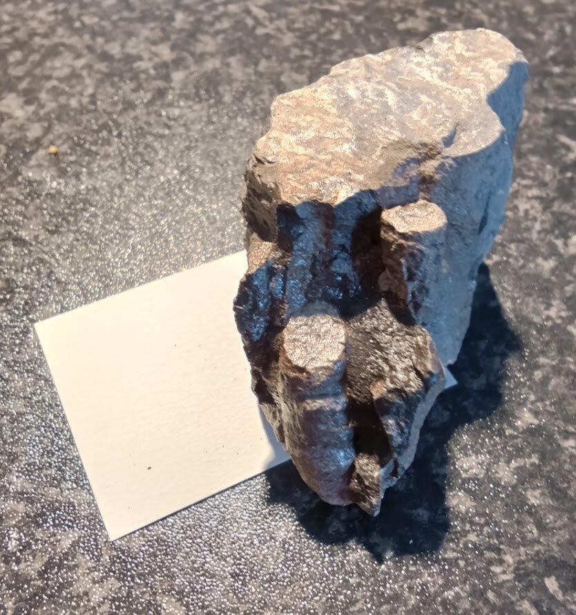 Burrows - Triassic - The Fossil Forum