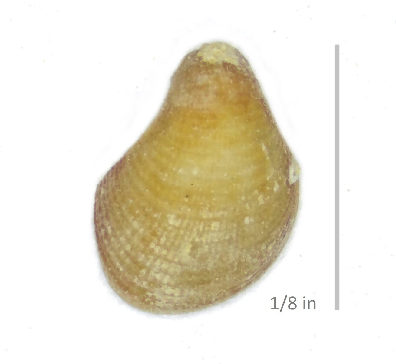 Bivalve Crenella serica Corsicana Formation - Bivalves - The Fossil Forum