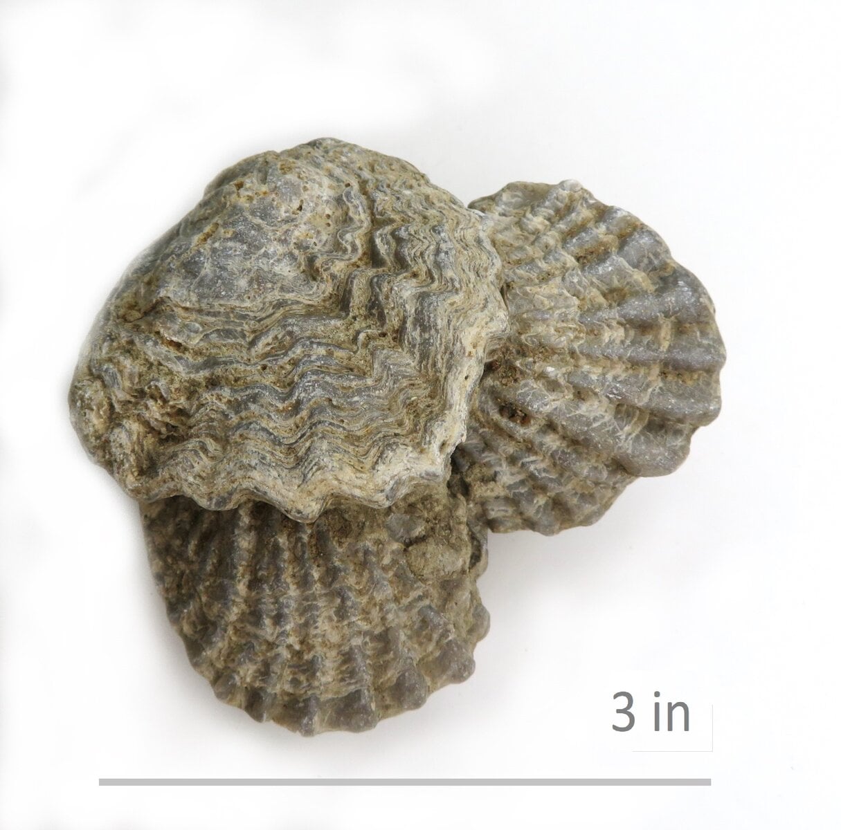 Oyster Lopha bellaplicata Eagle Ford Formation - Member Collections ...