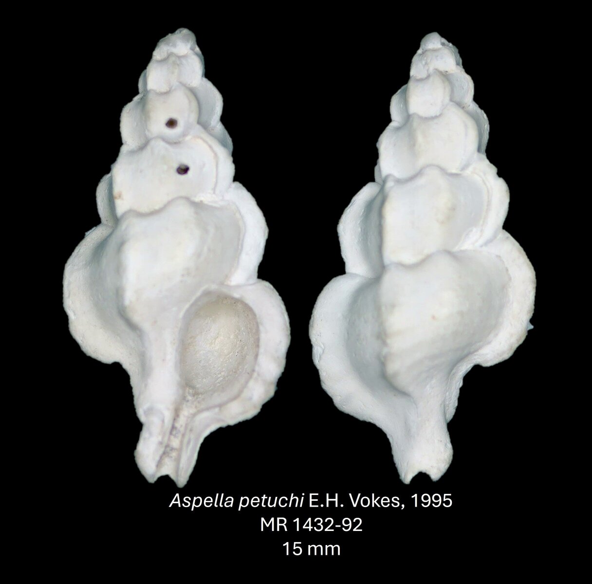 Aspella petuchi - Gastropods - The Fossil Forum