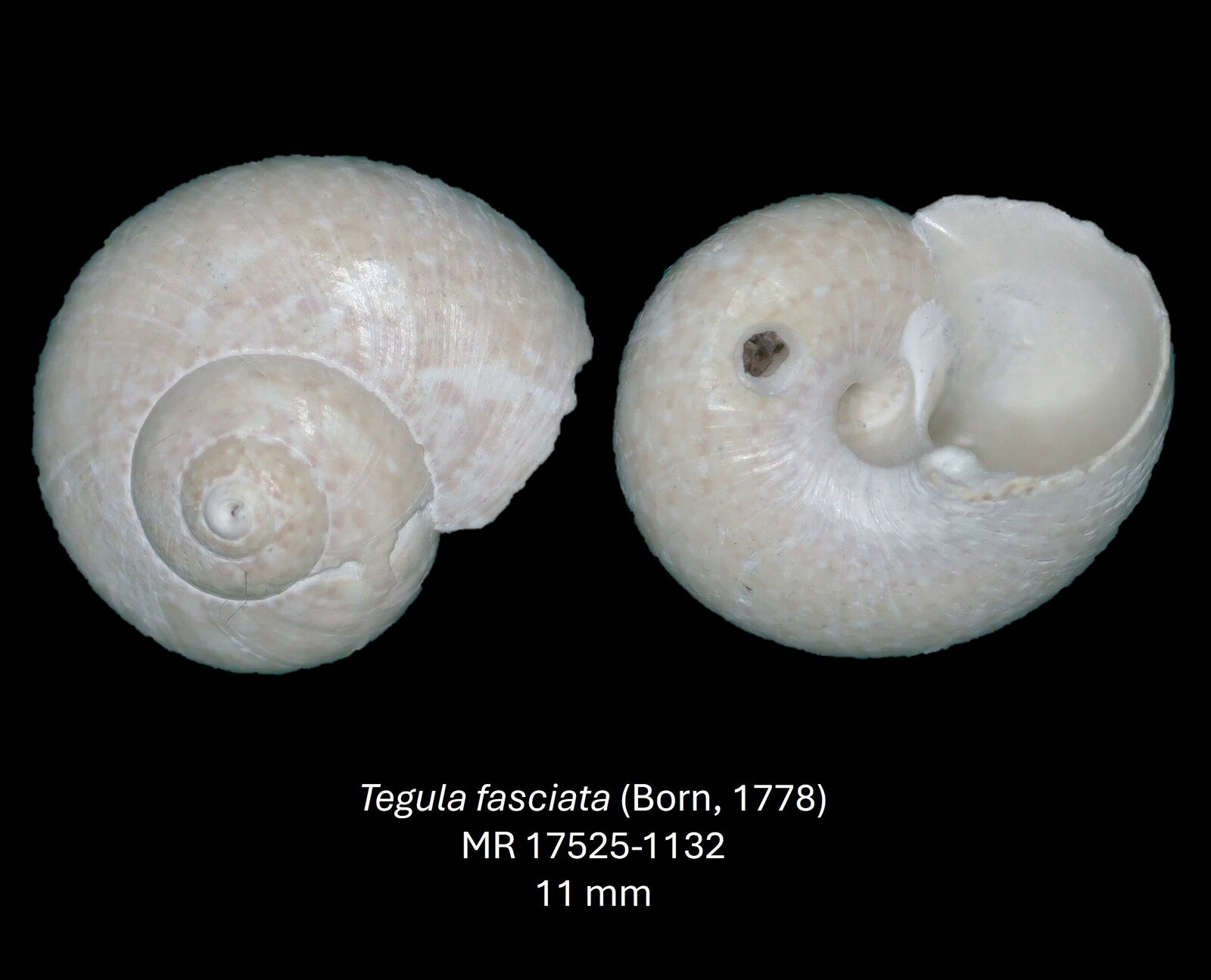 Tegula fasciata - Gastropods - The Fossil Forum