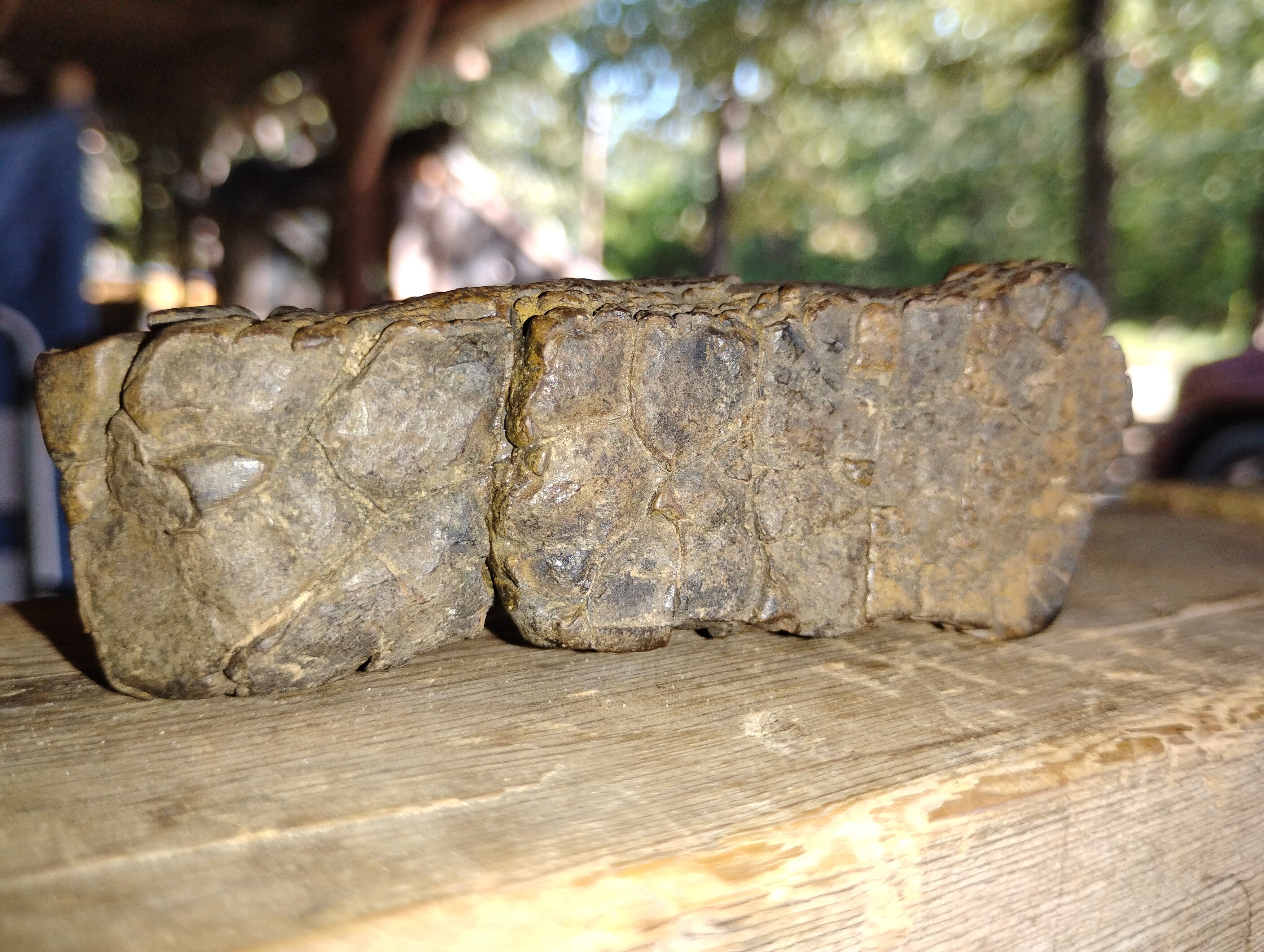 ID - Fossil ID - The Fossil Forum