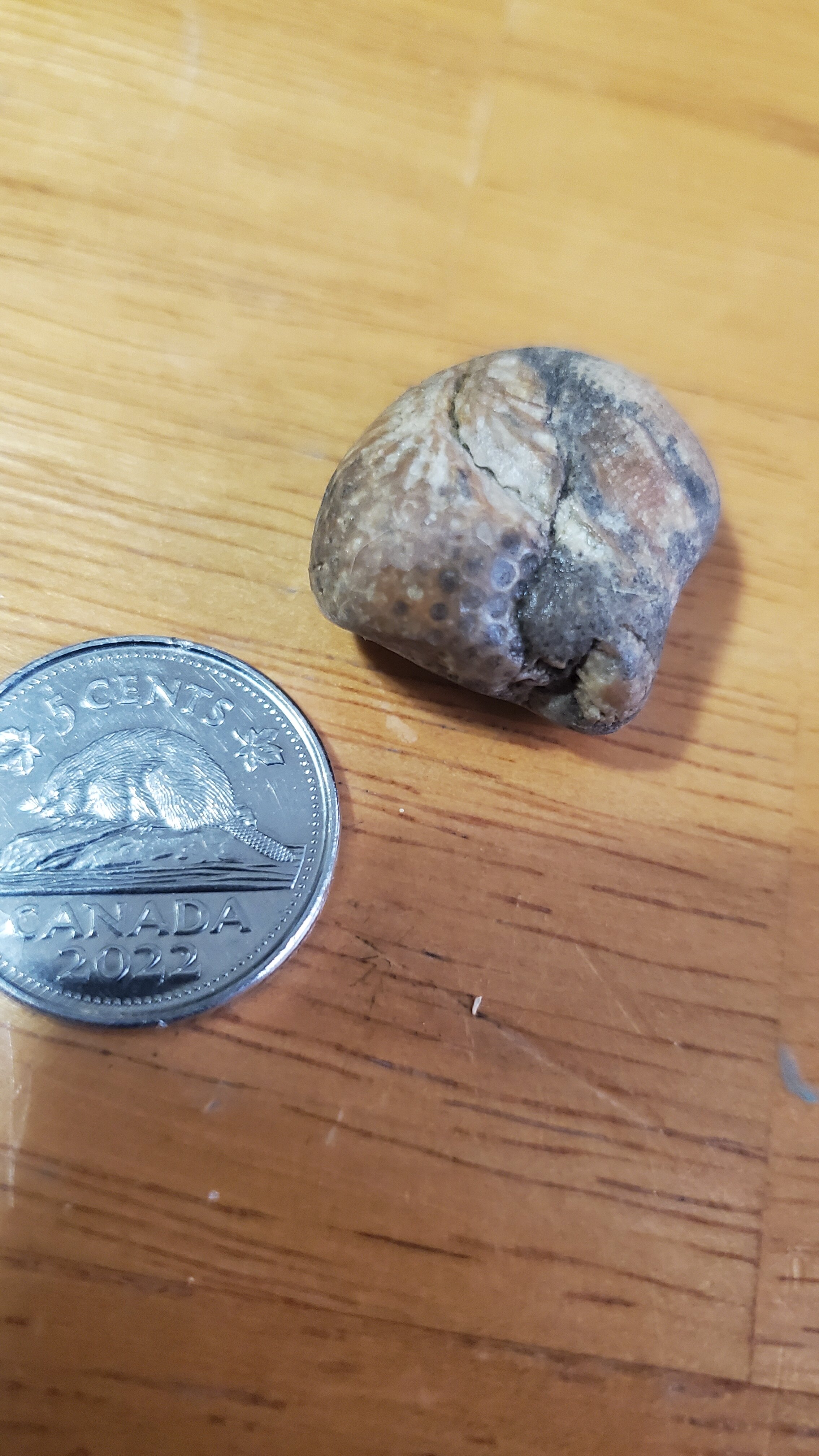 Shell fossil?? - Fossil ID - The Fossil Forum
