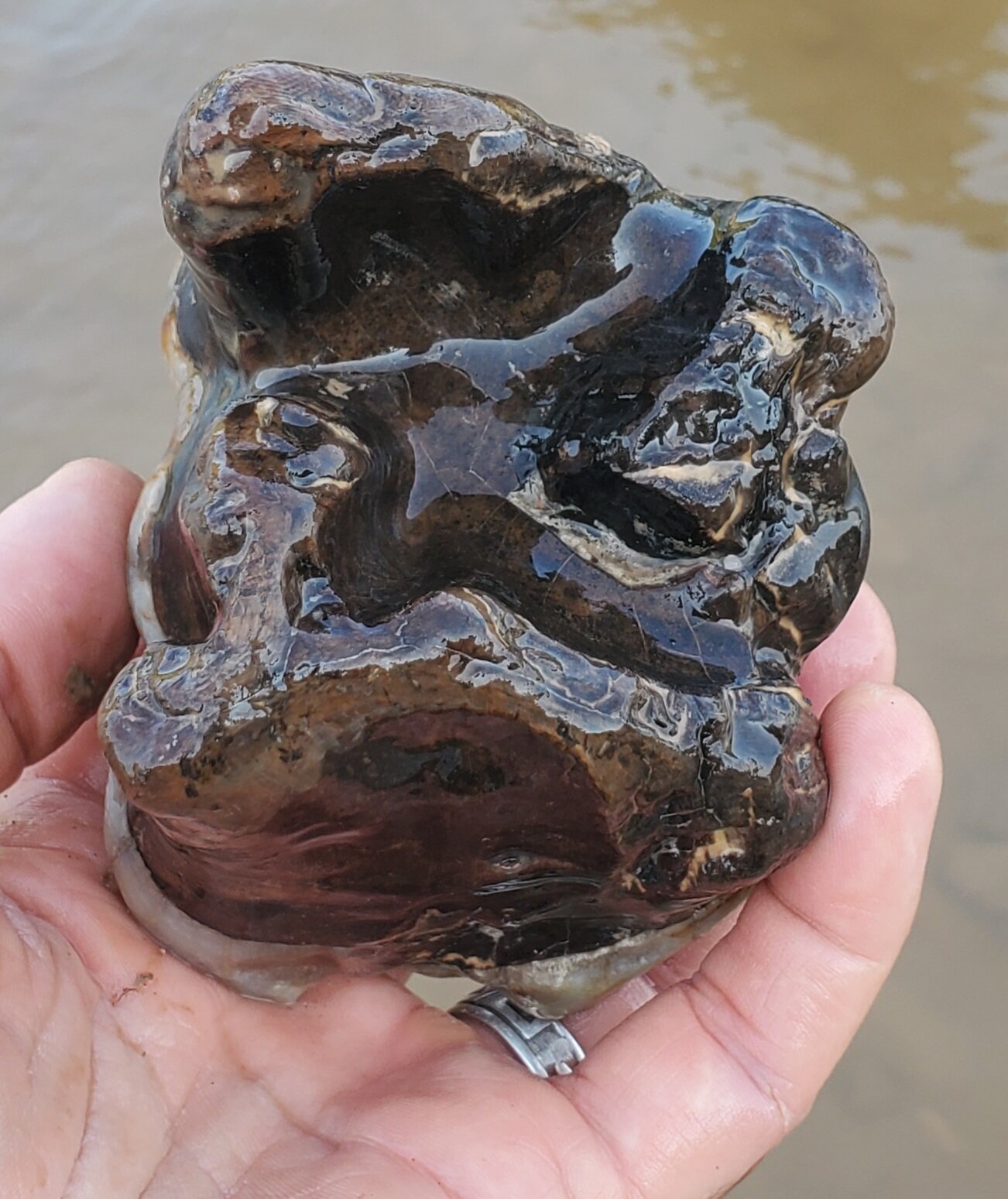 Mastodon tooth - Fossil ID - The Fossil Forum