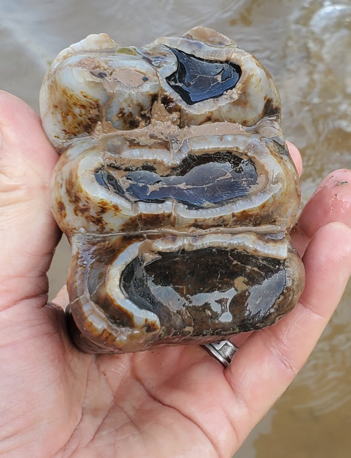 Mastodon tooth - Fossil ID - The Fossil Forum