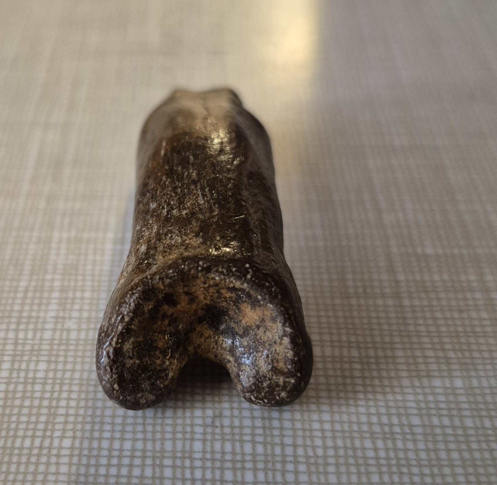 SE Texas - Big cat proximal phalanx? - Fossil ID - The Fossil Forum