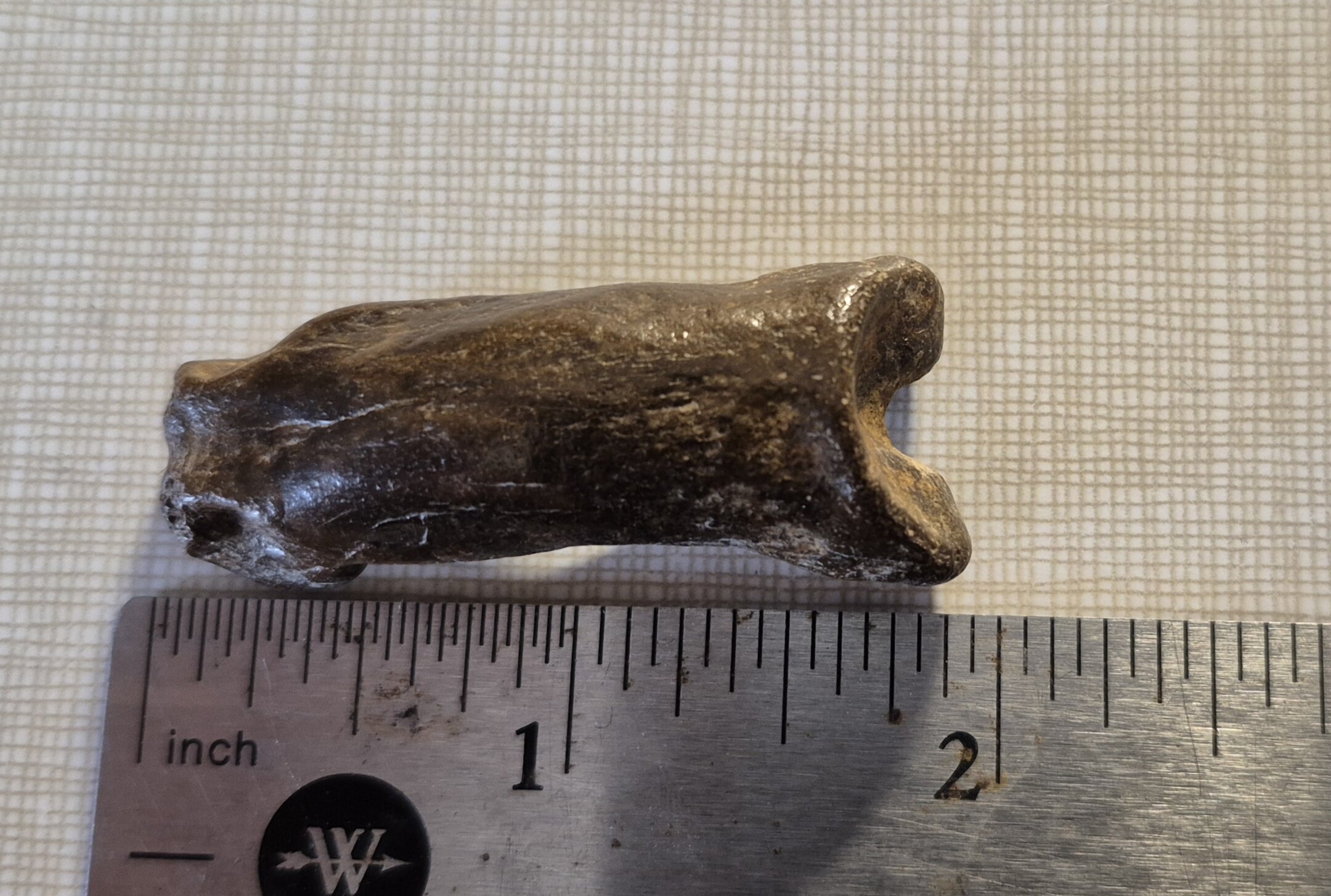 SE Texas - Big cat proximal phalanx? - Fossil ID - The Fossil Forum
