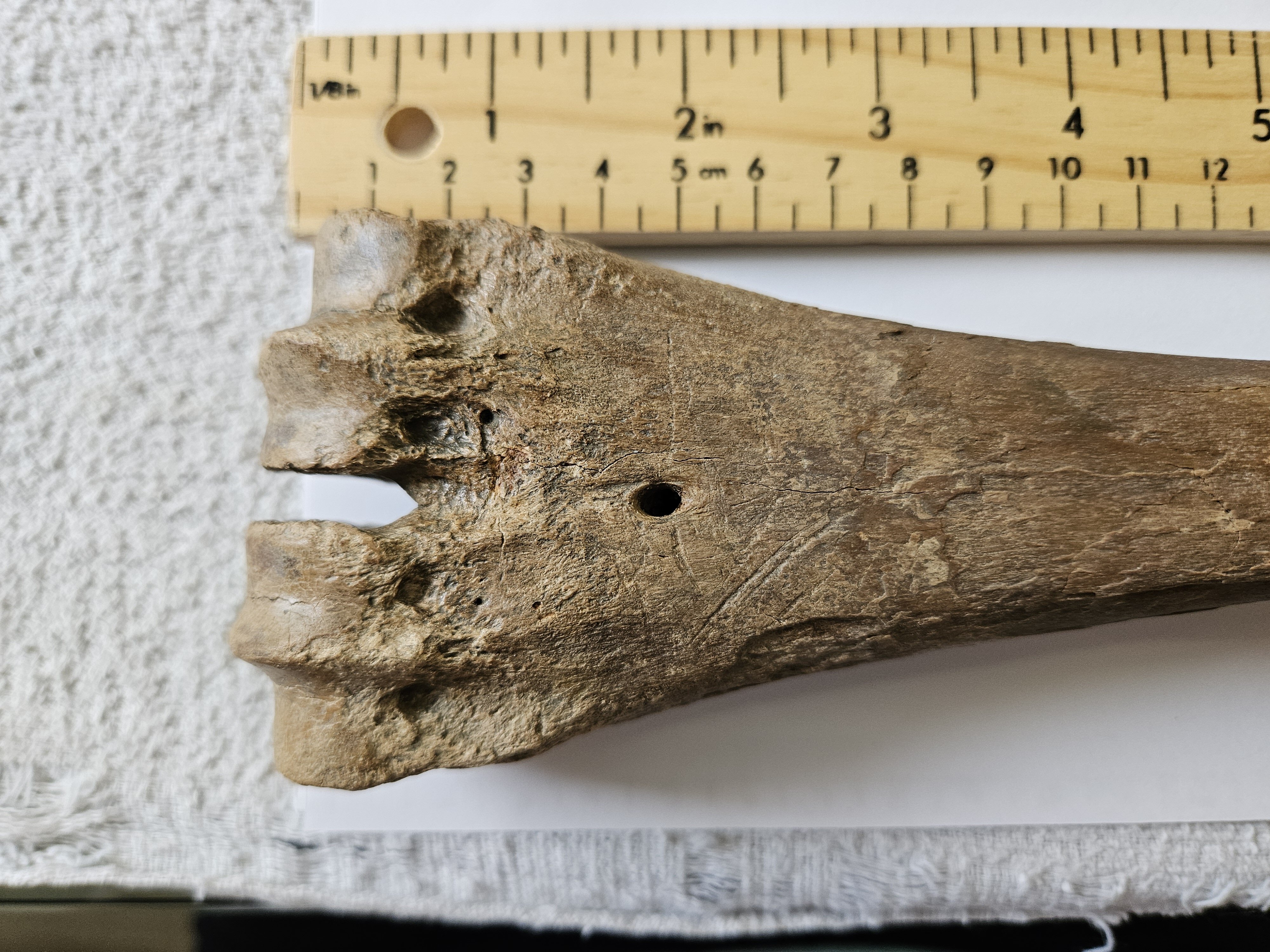 Bos or Bison? Teeth, metatarsal/carpal(s) - Fossil ID - The Fossil Forum
