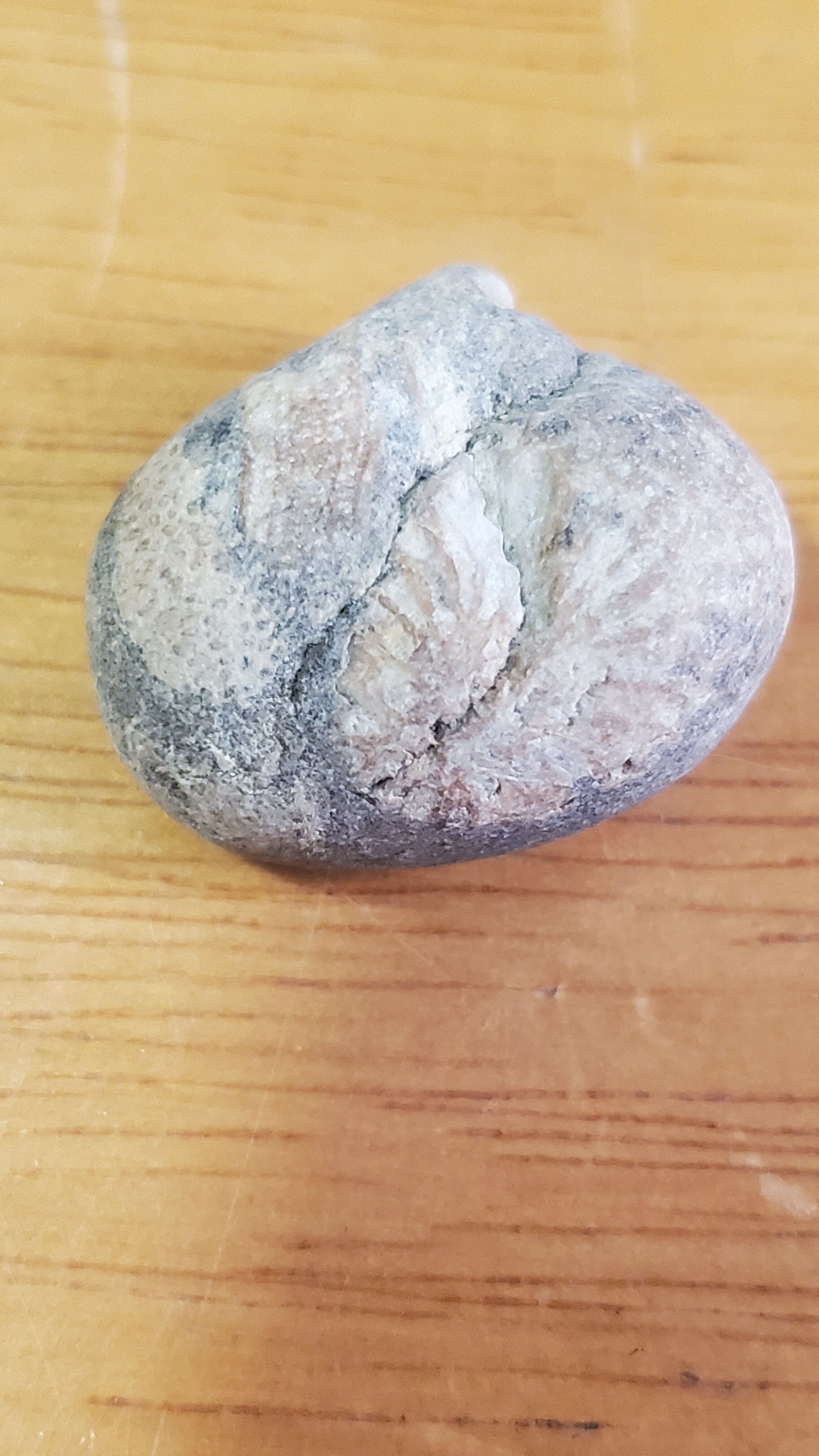 Shell fossil?? - Fossil ID - The Fossil Forum