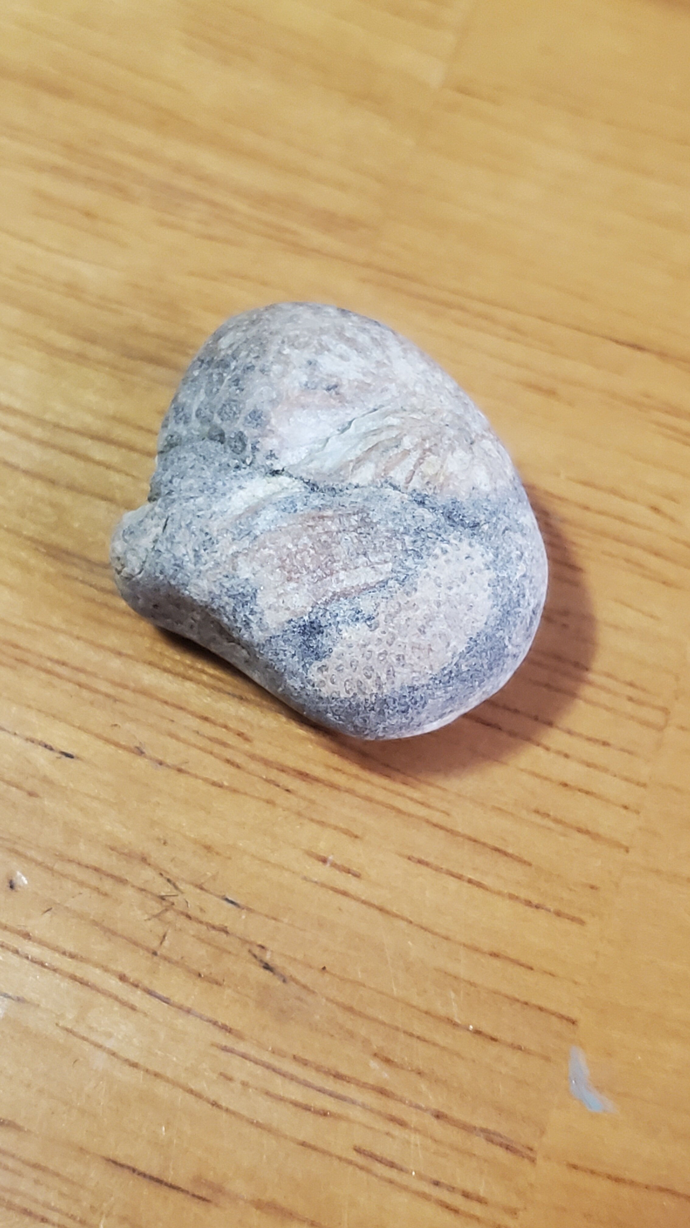 Shell fossil?? - Fossil ID - The Fossil Forum
