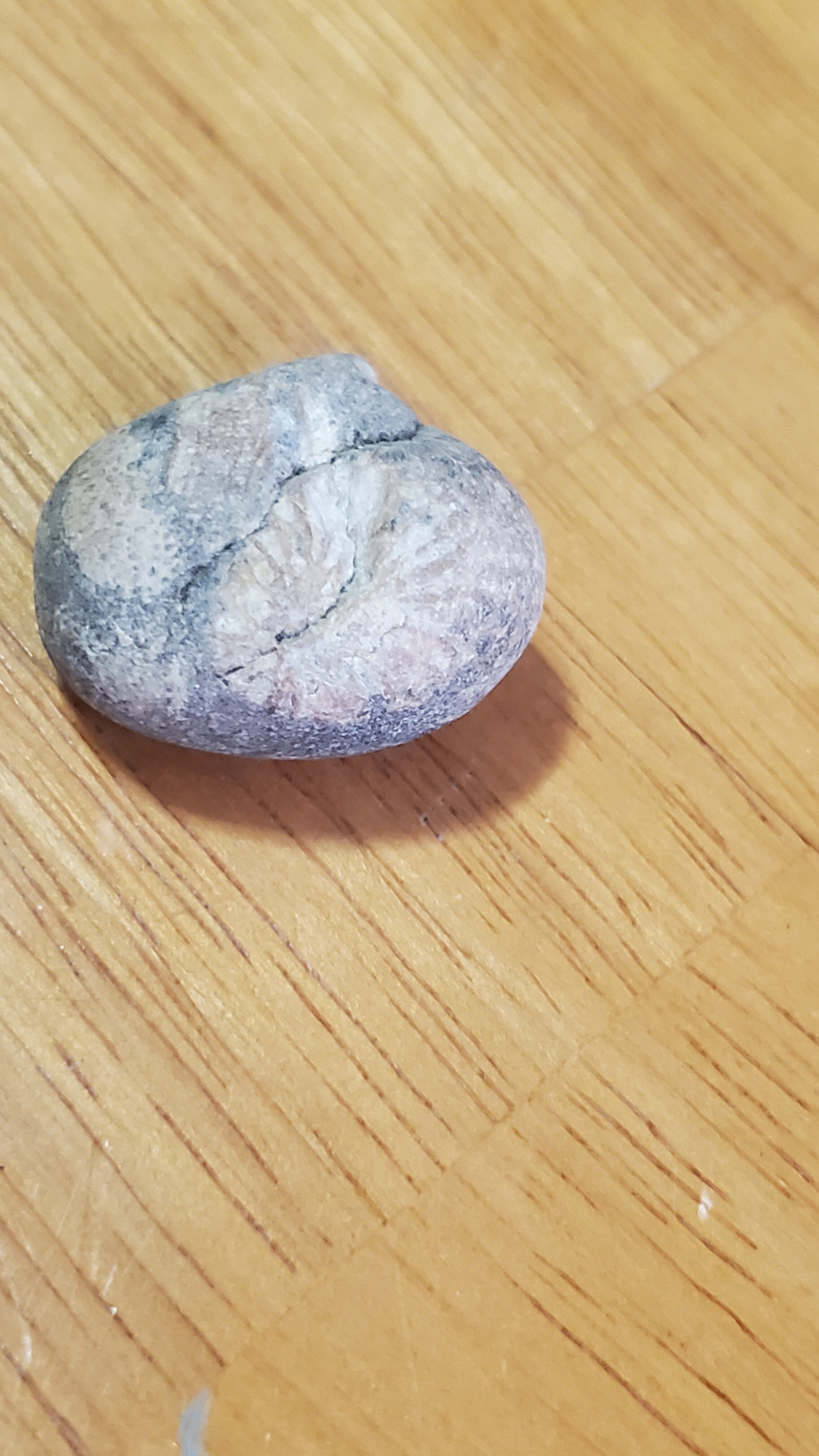 Shell fossil?? - Fossil ID - The Fossil Forum