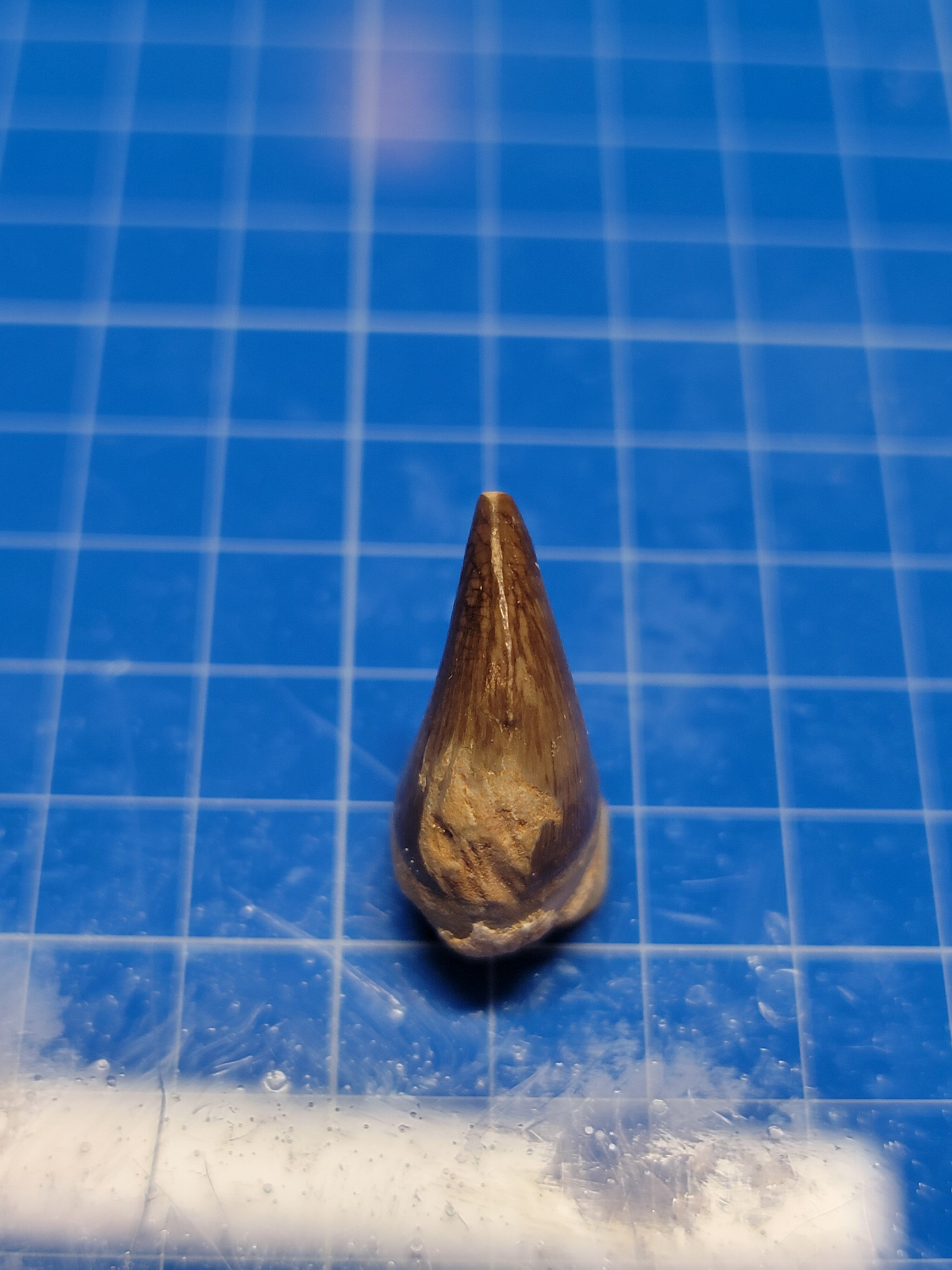 Moroccan Mosasaur Teeth ID - Fossil ID - The Fossil Forum