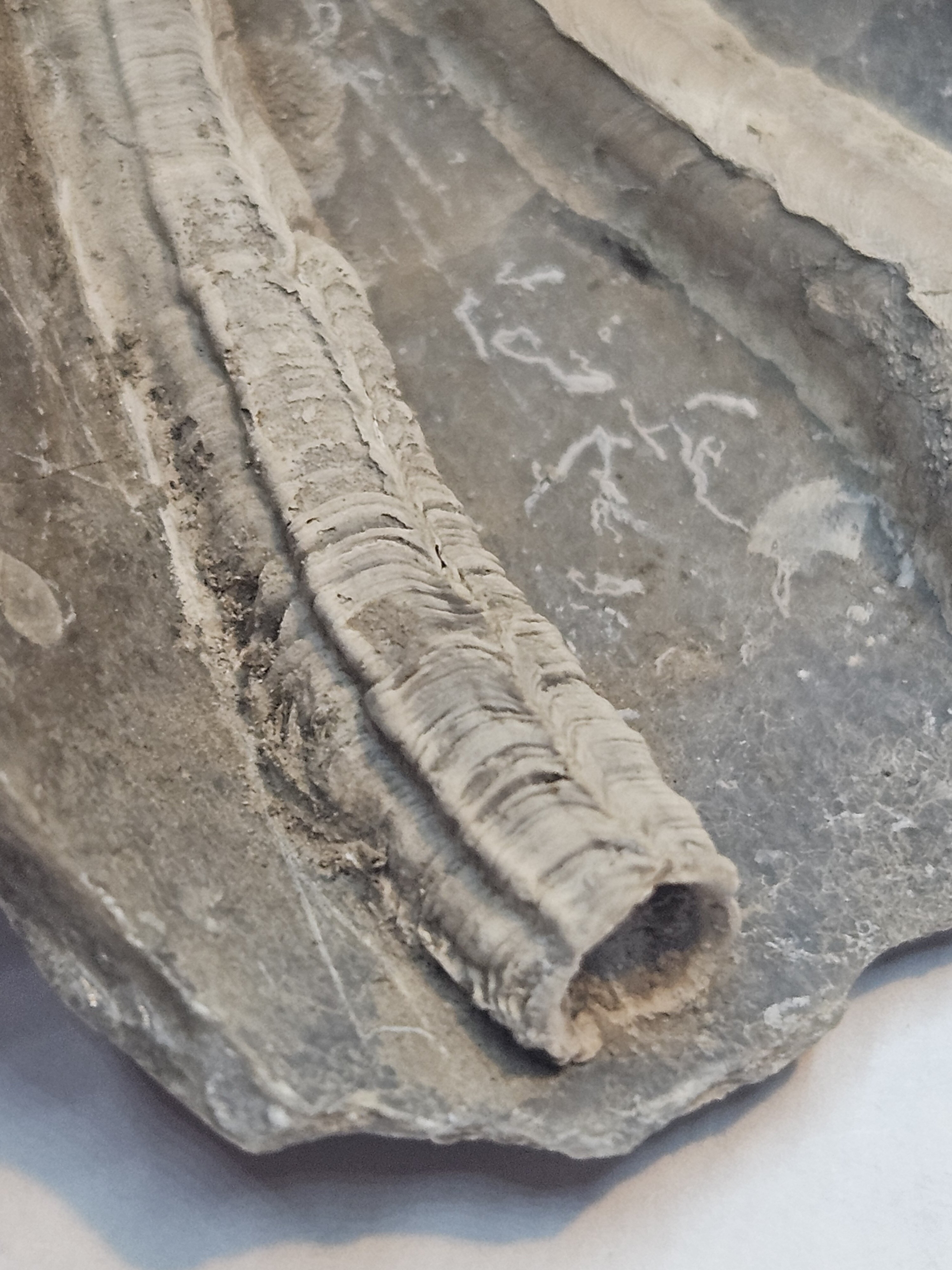 Serpulid worm tubes? - Fossil ID - The Fossil Forum