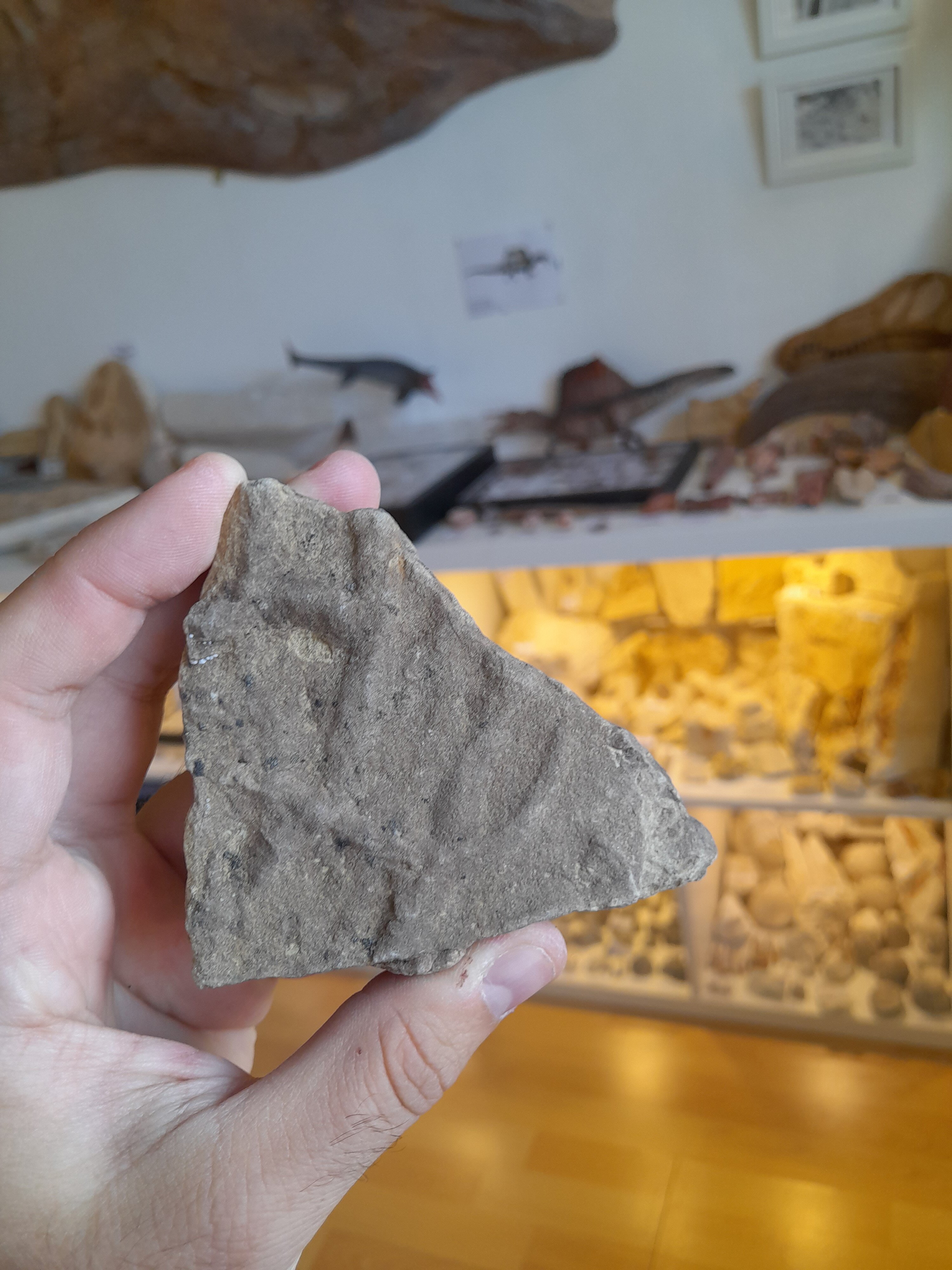 Wyoming 2025, volunteering at the Oertijdmuseum expedition. - Fossil ...