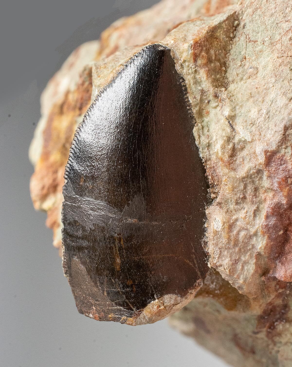Unknown Theropod Tooth - Fossil ID - The Fossil Forum