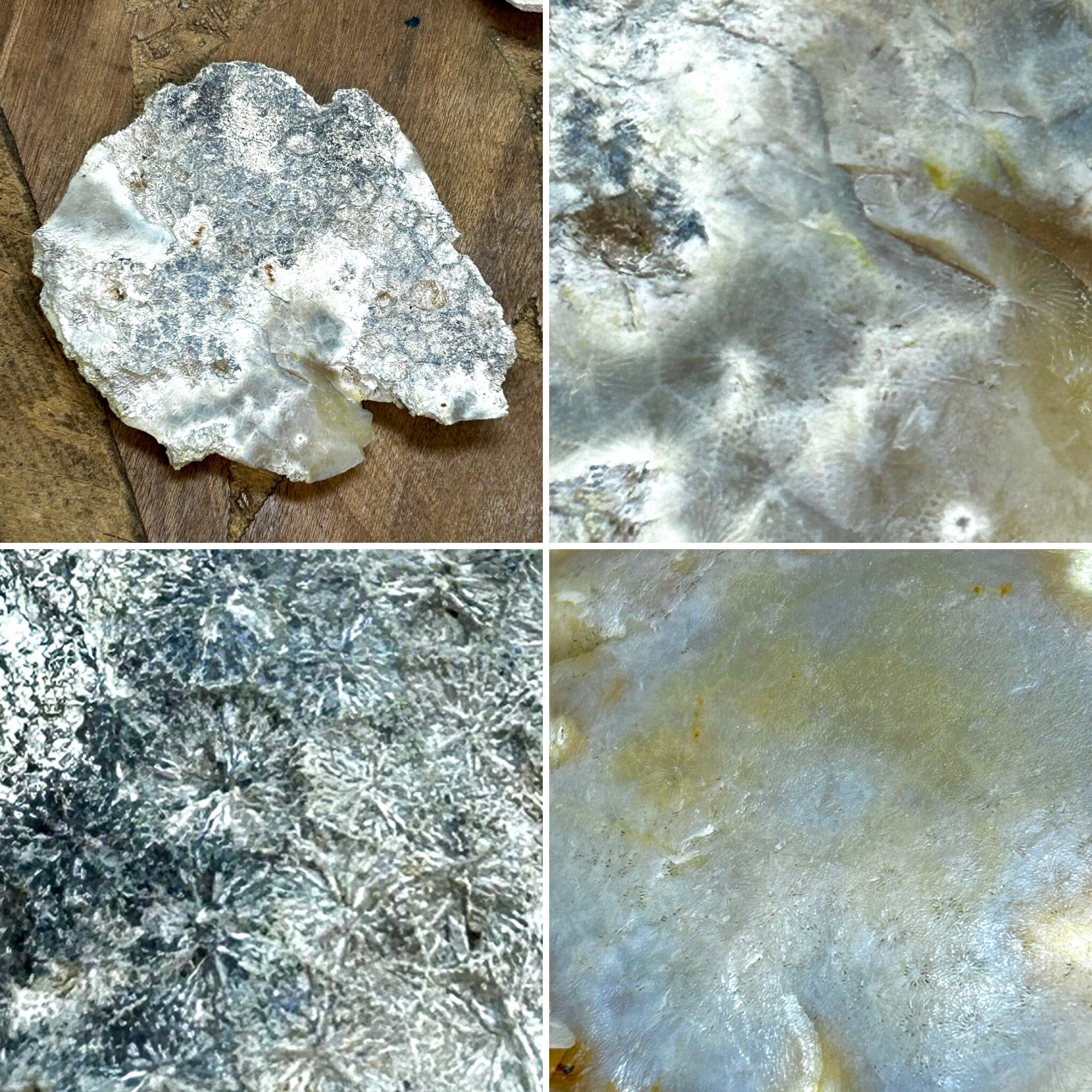 New Florida Fossils - Fossil Hunting Trips - The Fossil Forum