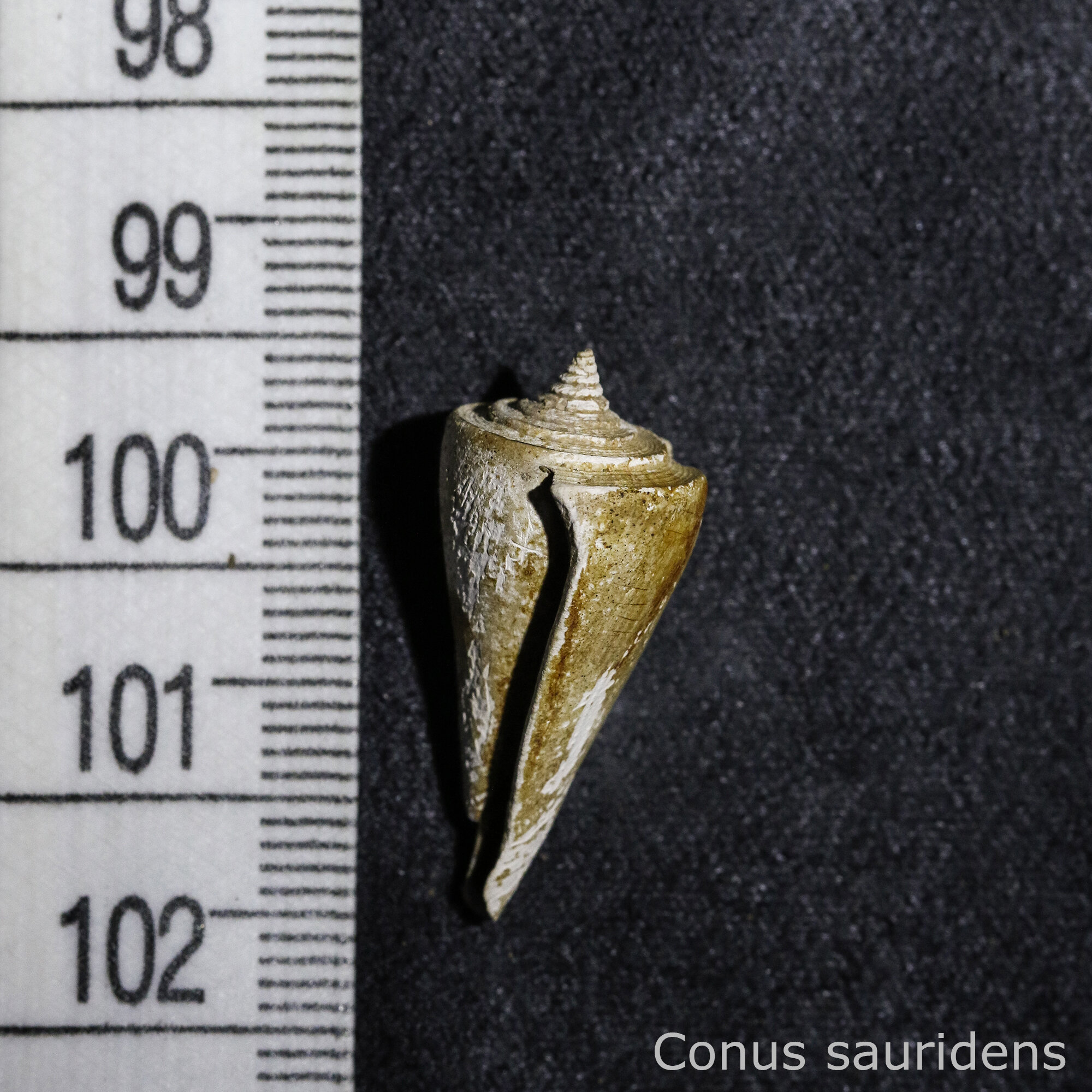 Whiskey Bridge eocene hunt - Member Collections - The Fossil Forum