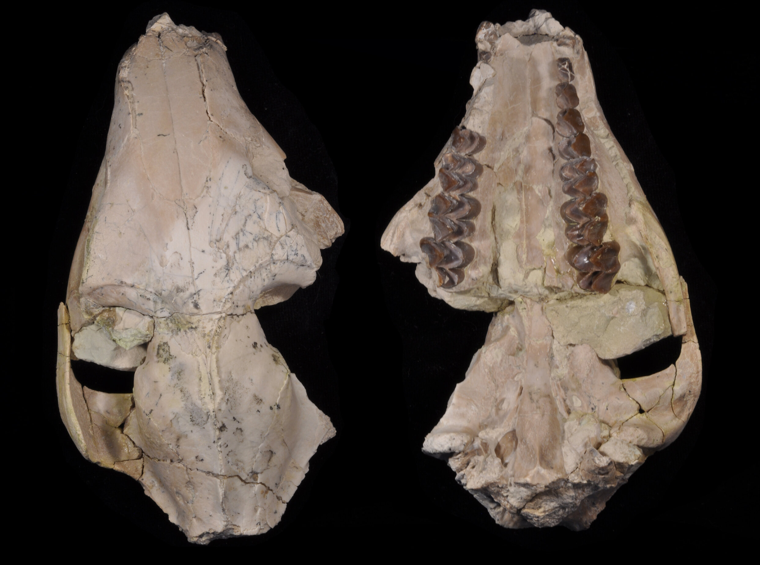 Prep of the month by crinus - Page 4 - Fossil Preparation - The Fossil ...