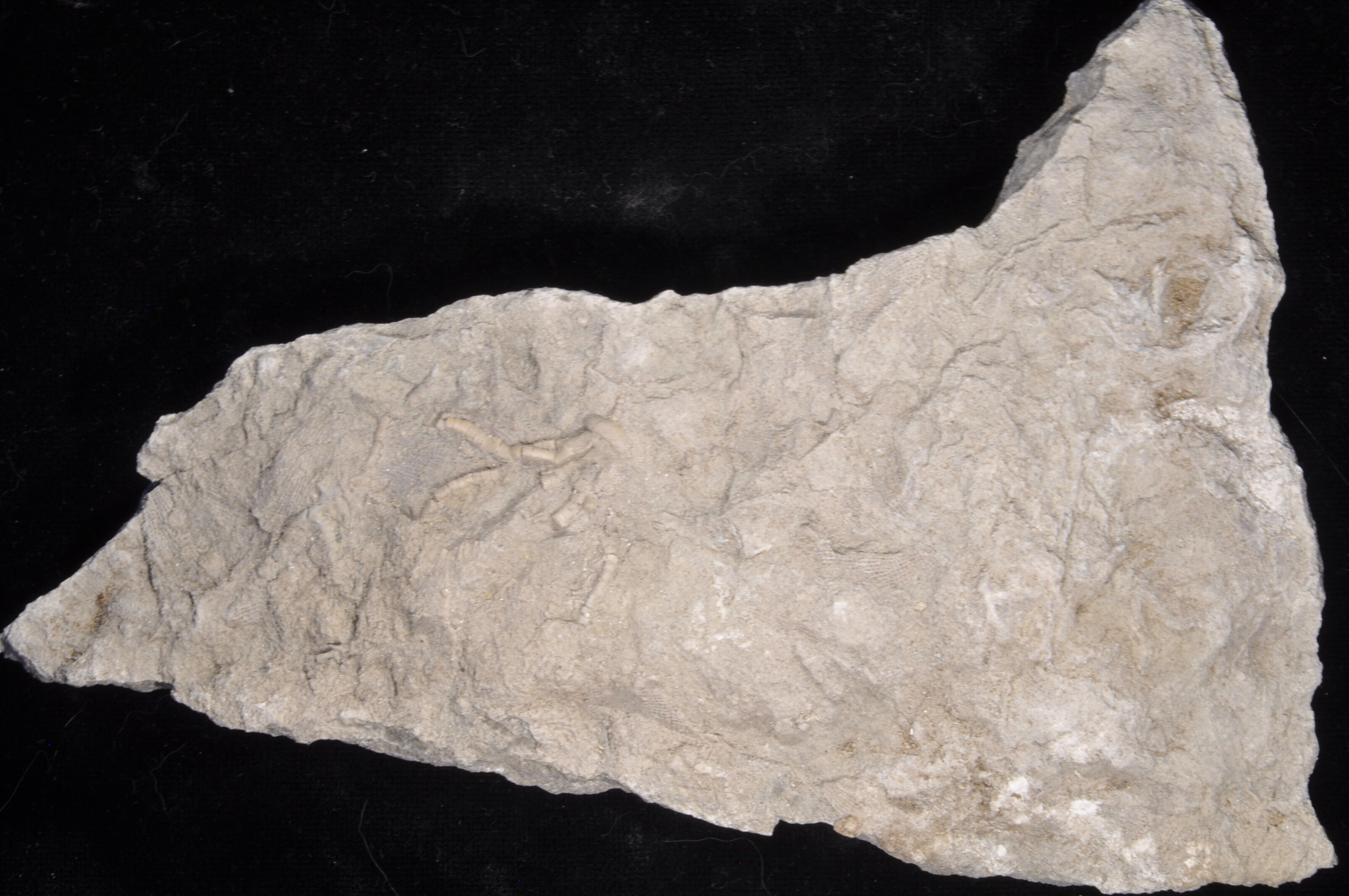 Trilobites_are_awesome's Prep of the month, - Fossil Preparation - The ...