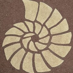 Syringopora? - Fossil ID - The Fossil Forum