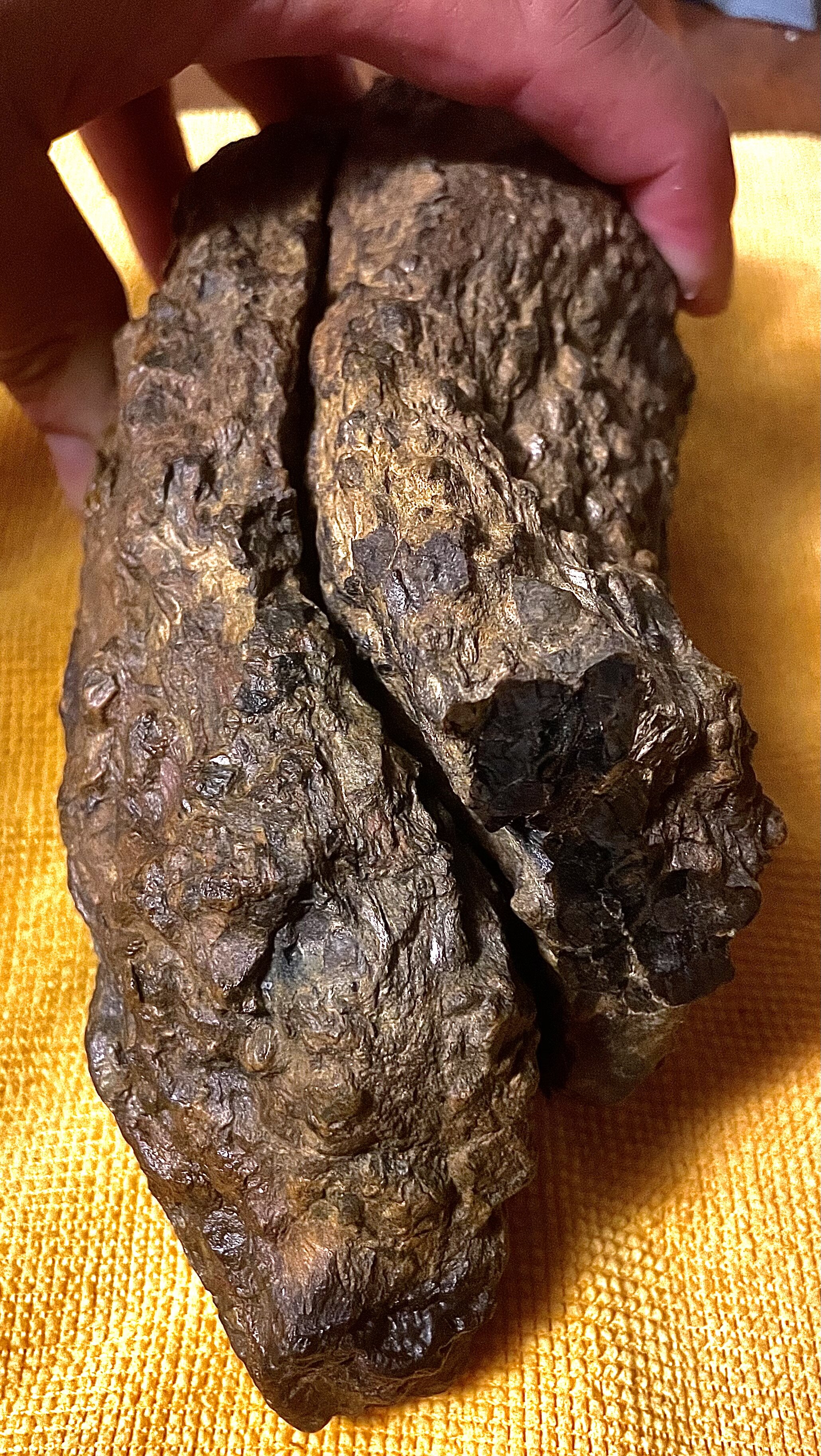 Silicified scale tree fossil - Fossil ID - The Fossil Forum