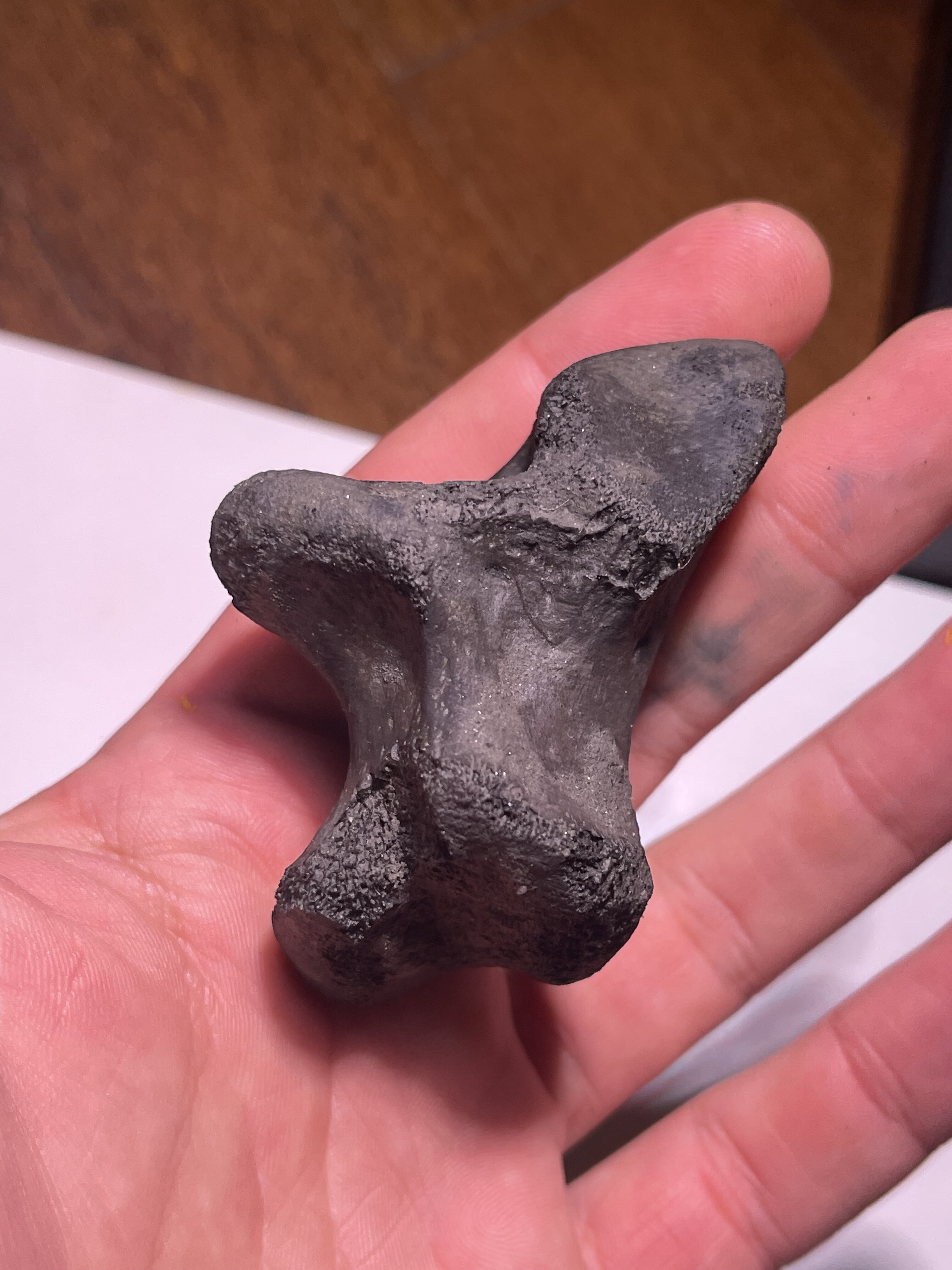 Early Eocene reptile bone? - Fossil ID - The Fossil Forum