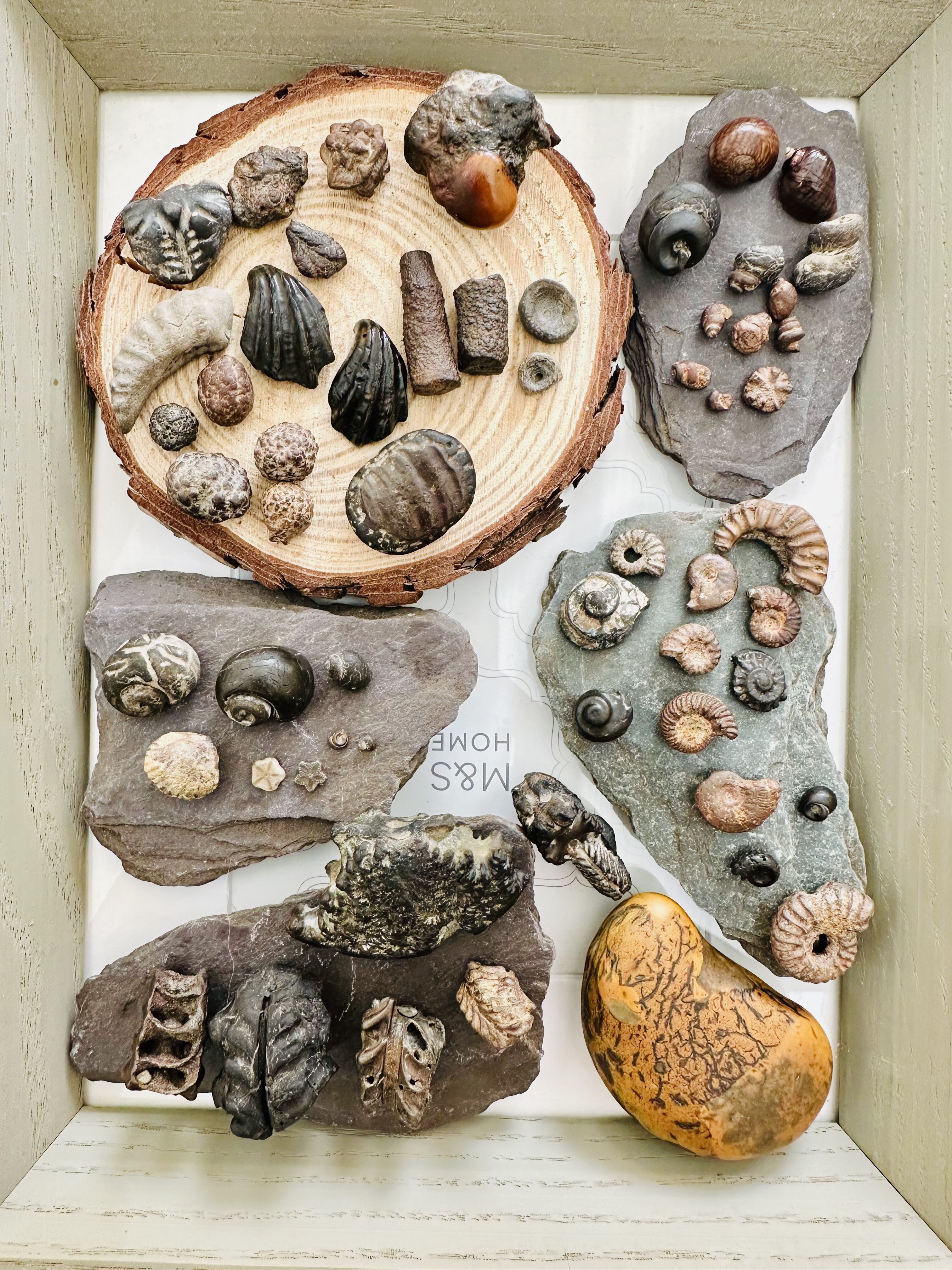 Collected over 20 kinds of fossils-Folkestone - Member Collections ...