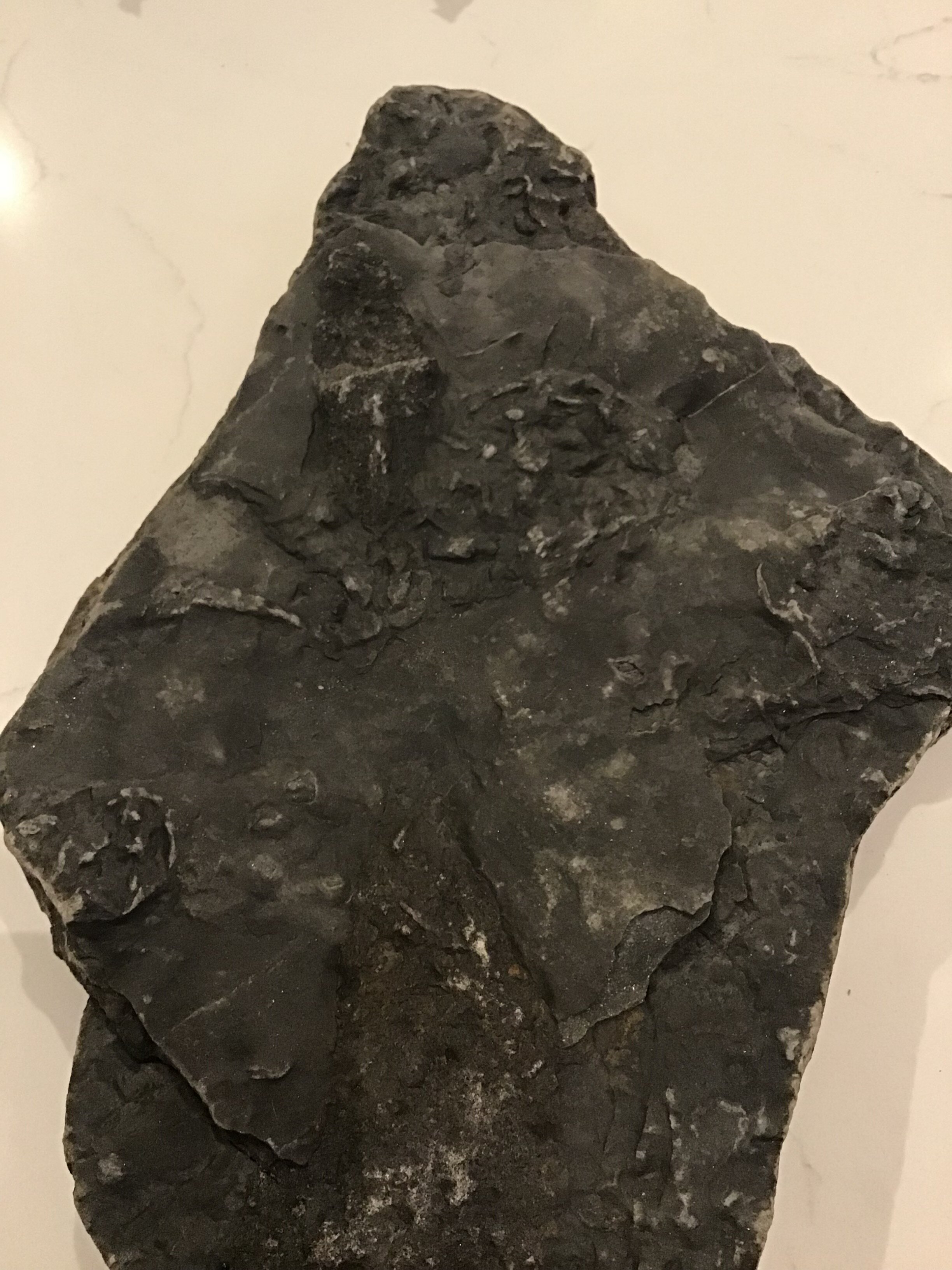 Possible bone bed? Help with identifying what's in this, found at ...