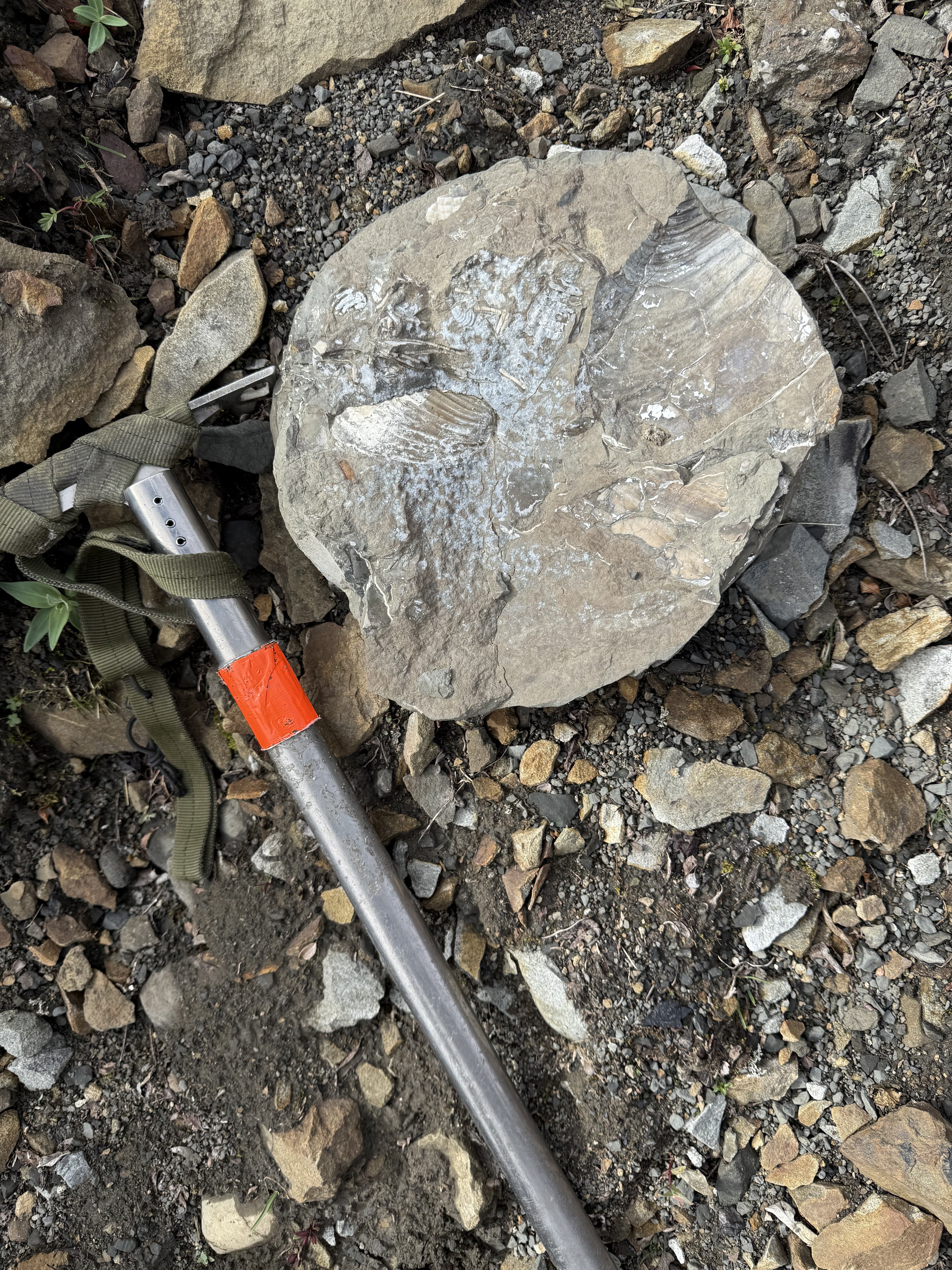 Fall Colors and Termination Dust - Fossil Hunting Trips - The Fossil Forum
