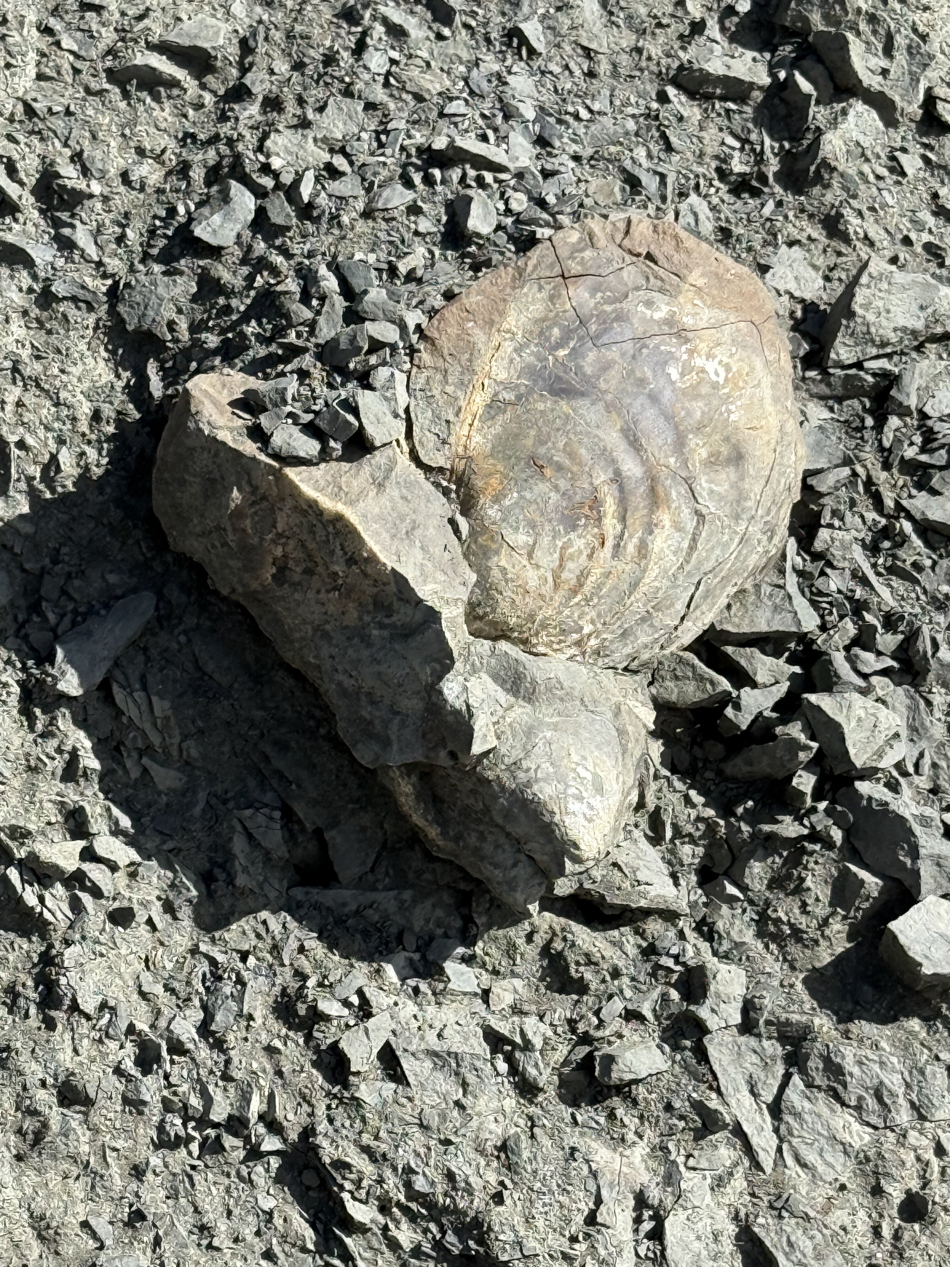 Fall Colors and Termination Dust - Fossil Hunting Trips - The Fossil Forum