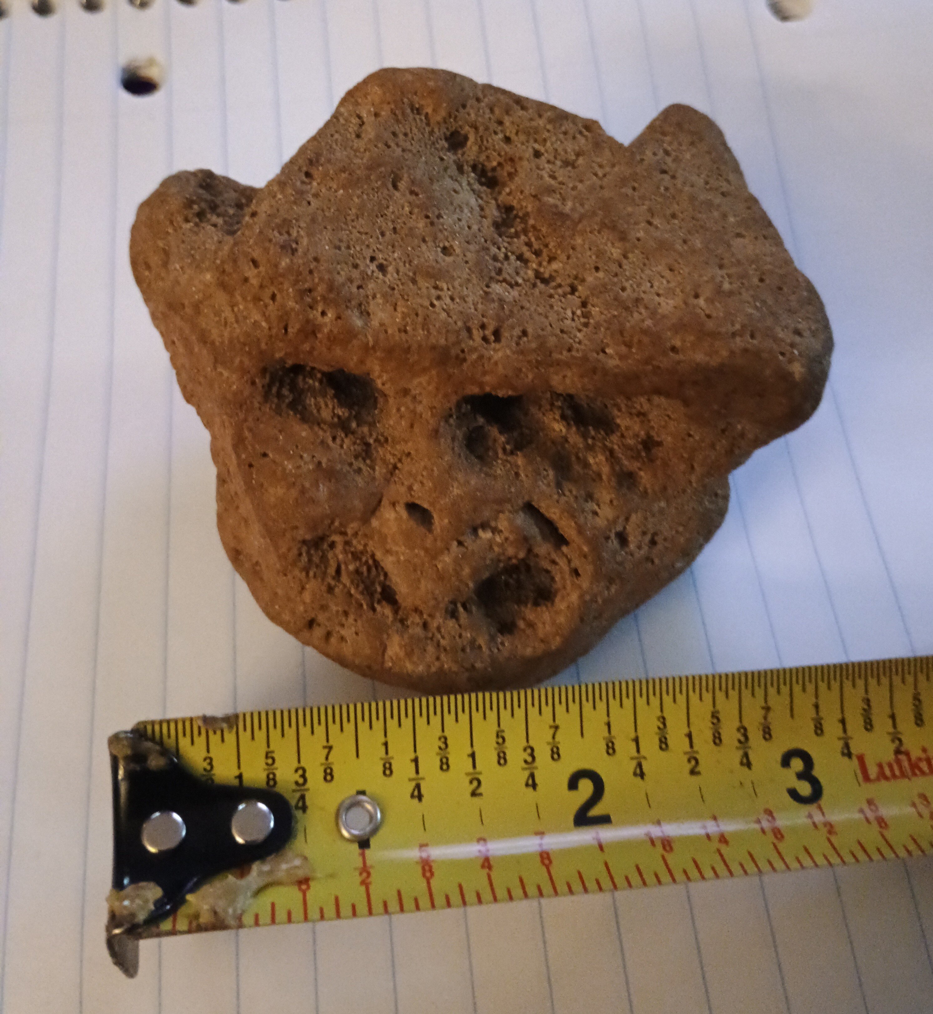 Head - Fossil ID - The Fossil Forum