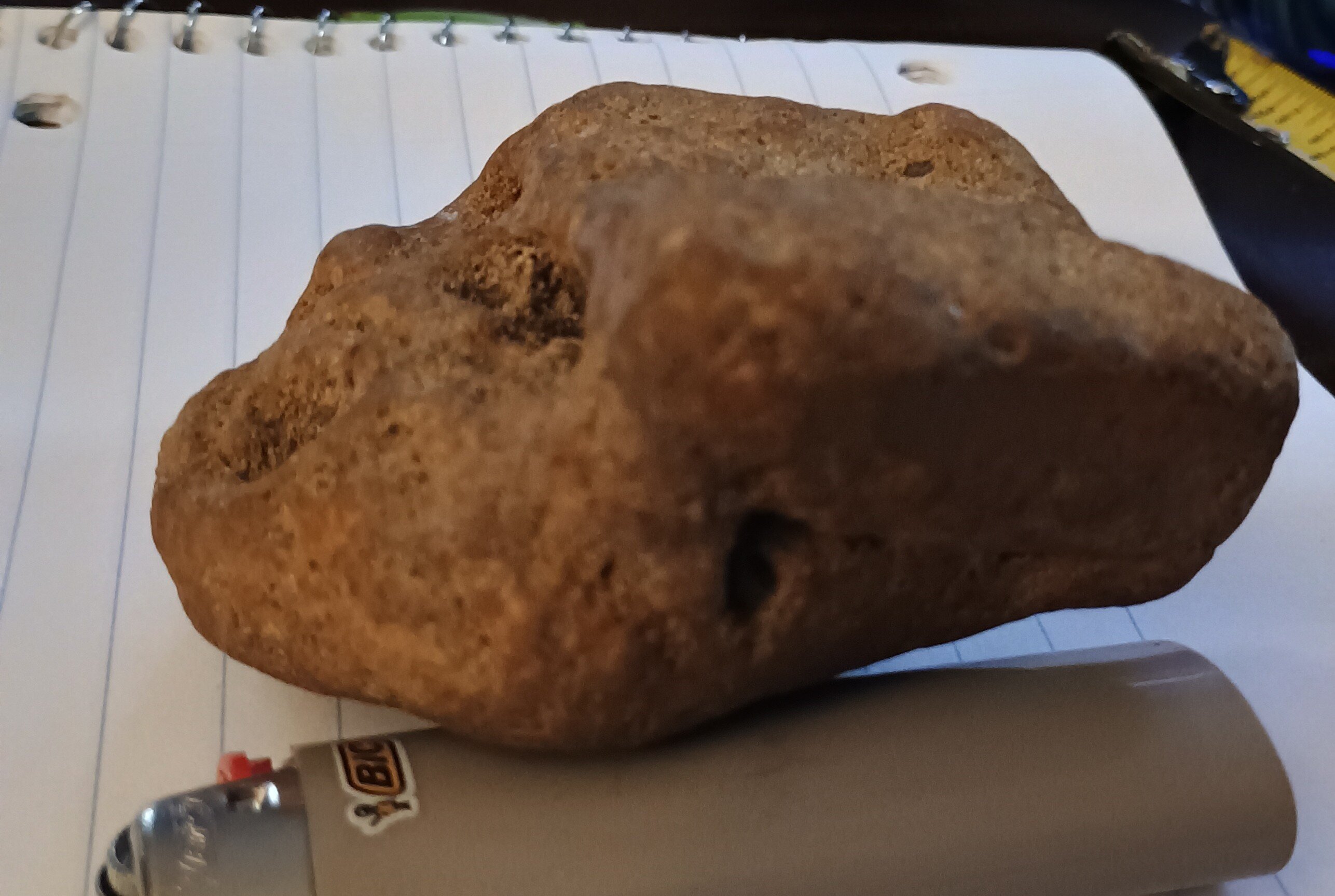 Head - Fossil ID - The Fossil Forum
