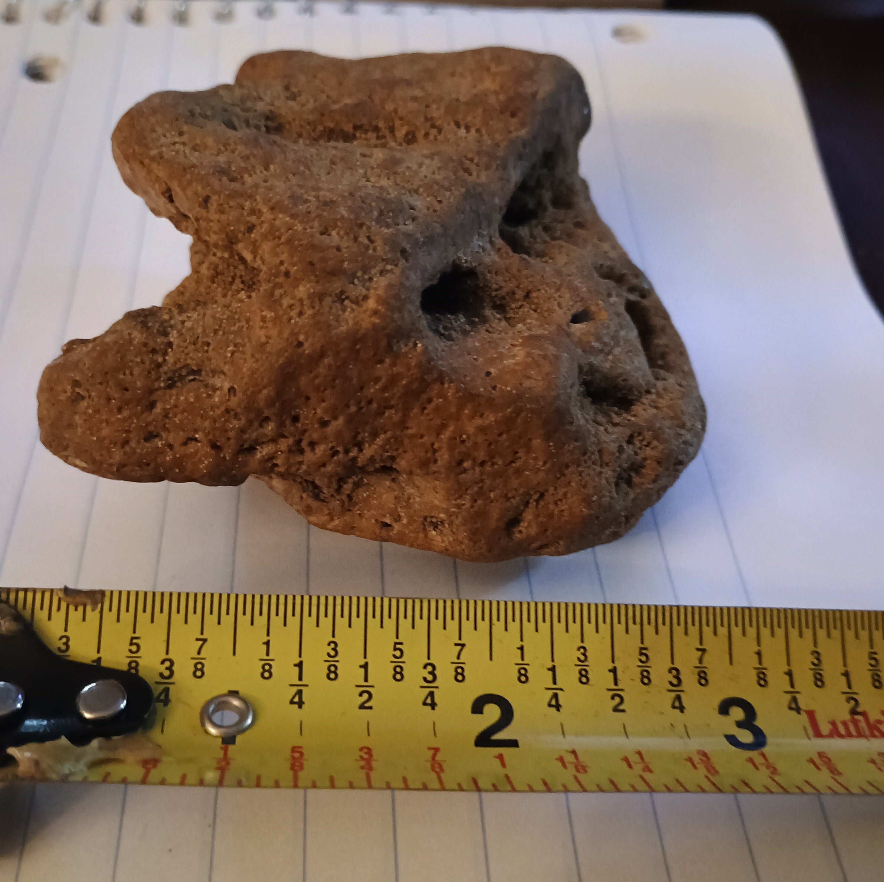 Head - Fossil ID - The Fossil Forum