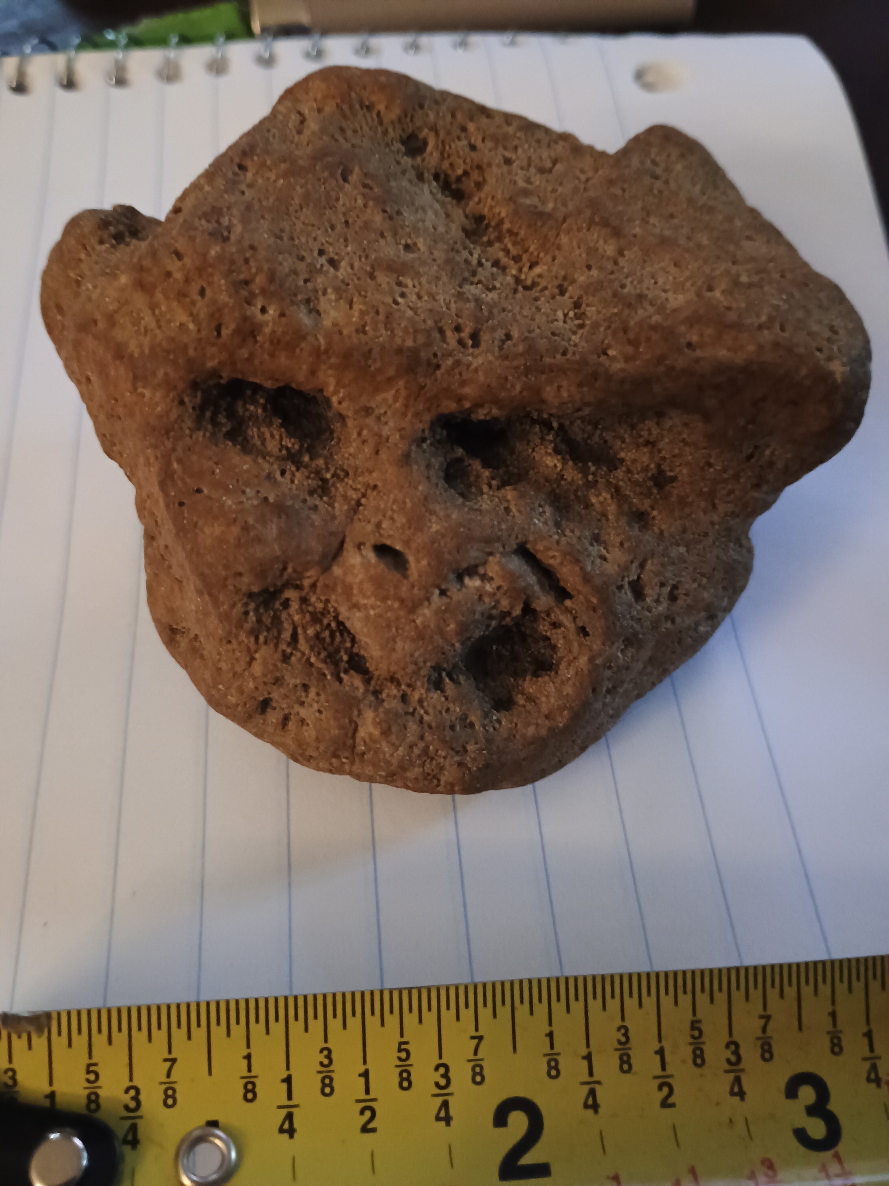 Head - Fossil ID - The Fossil Forum