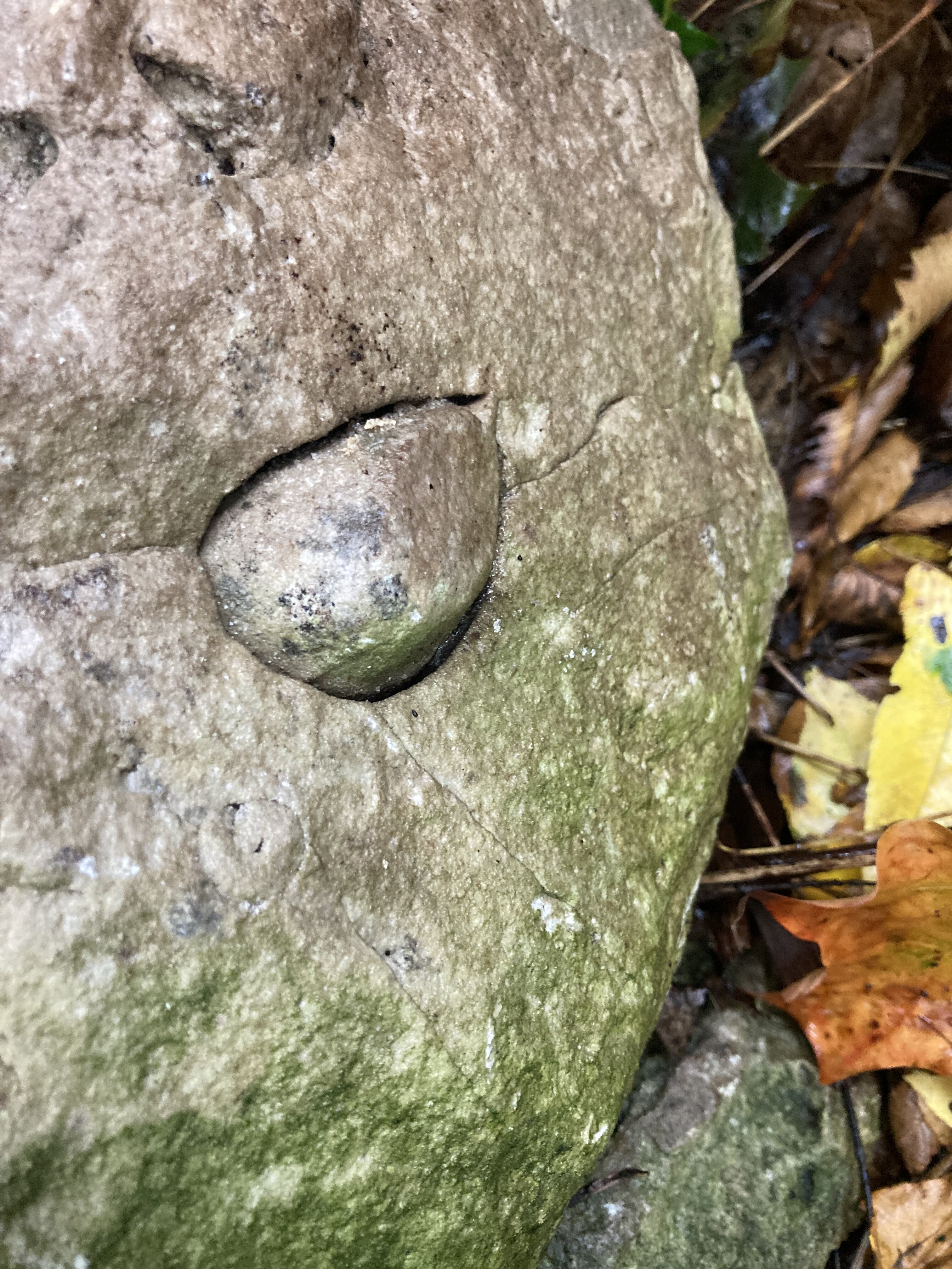 Ontario fossils ID - Fossil ID - The Fossil Forum