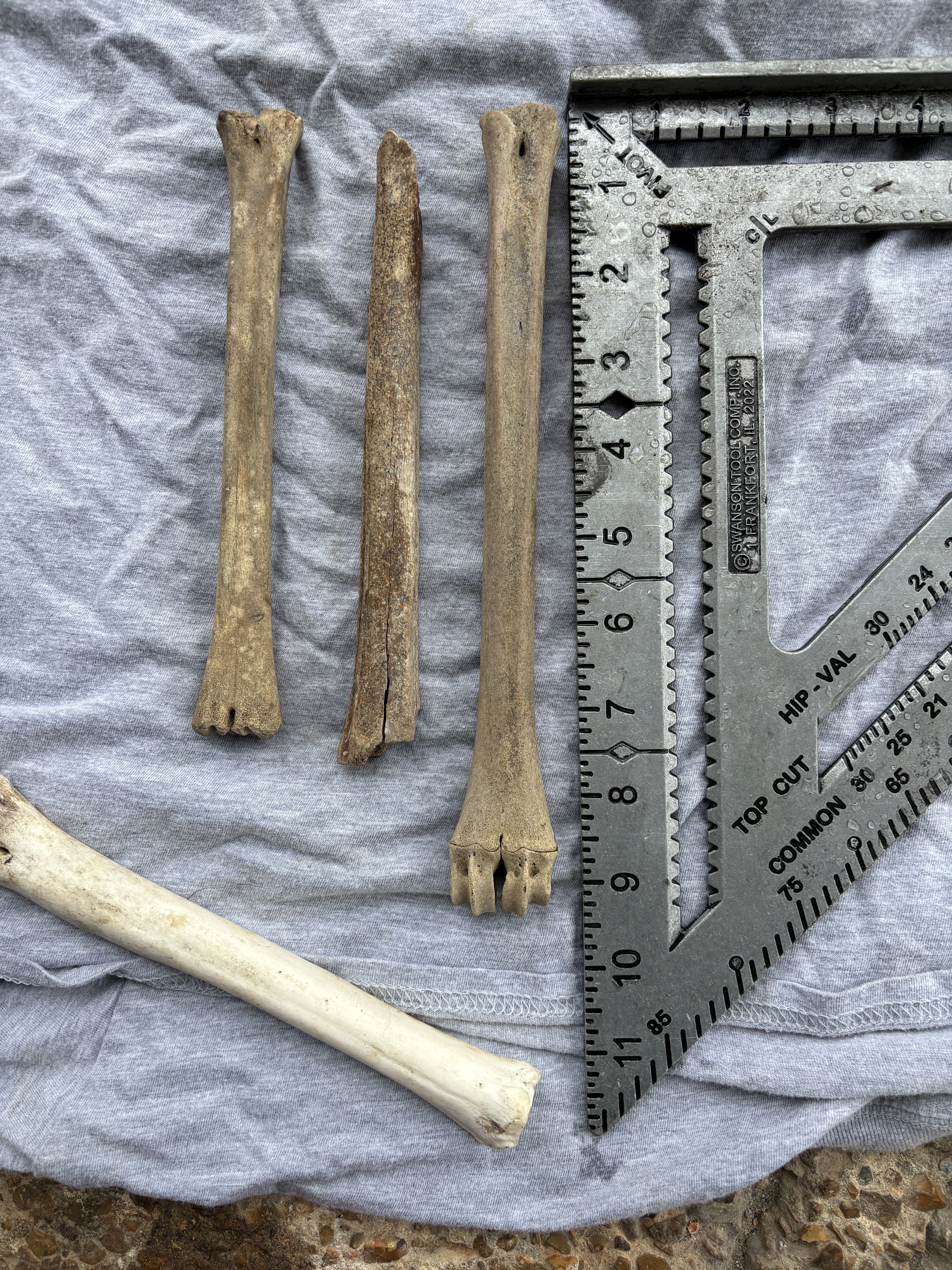 Heavier darker colored bones found by river - Fossil ID - The Fossil Forum